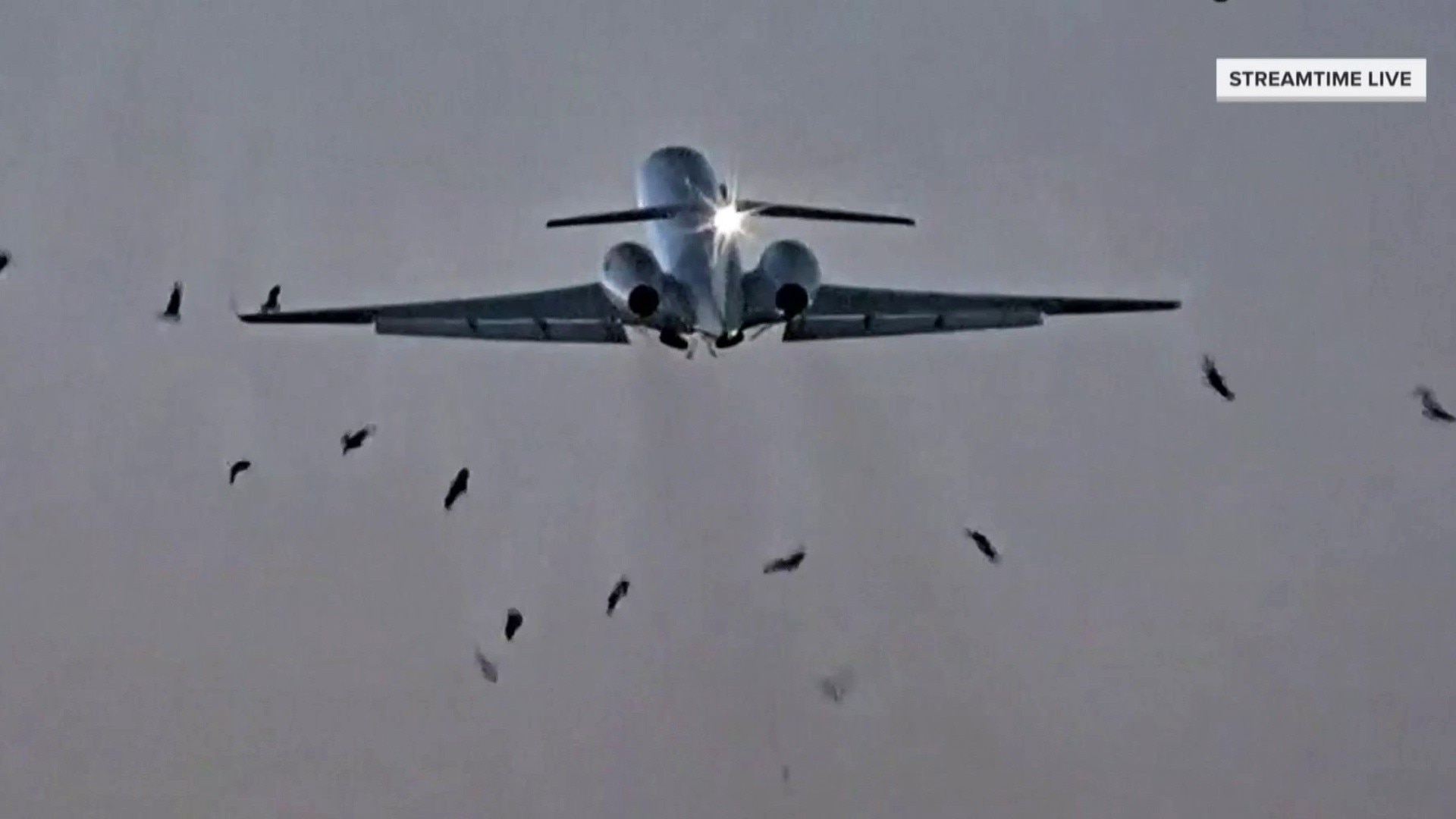 Watch TODAY Excerpt: Caught on camera: US military plane strikes flock ...