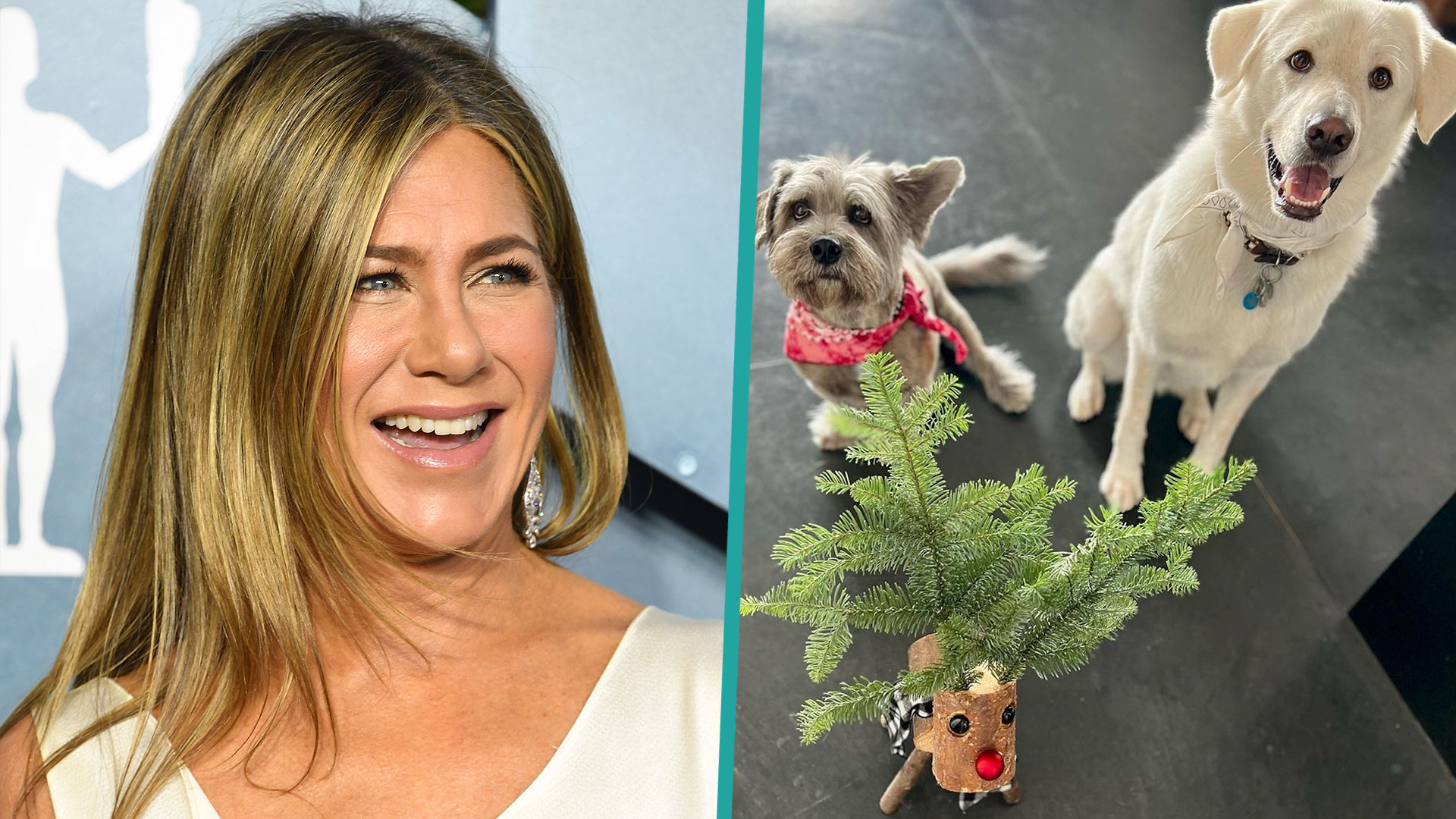 Watch Access Hollywood Highlight: Jennifer Aniston Protects Wooden ...
