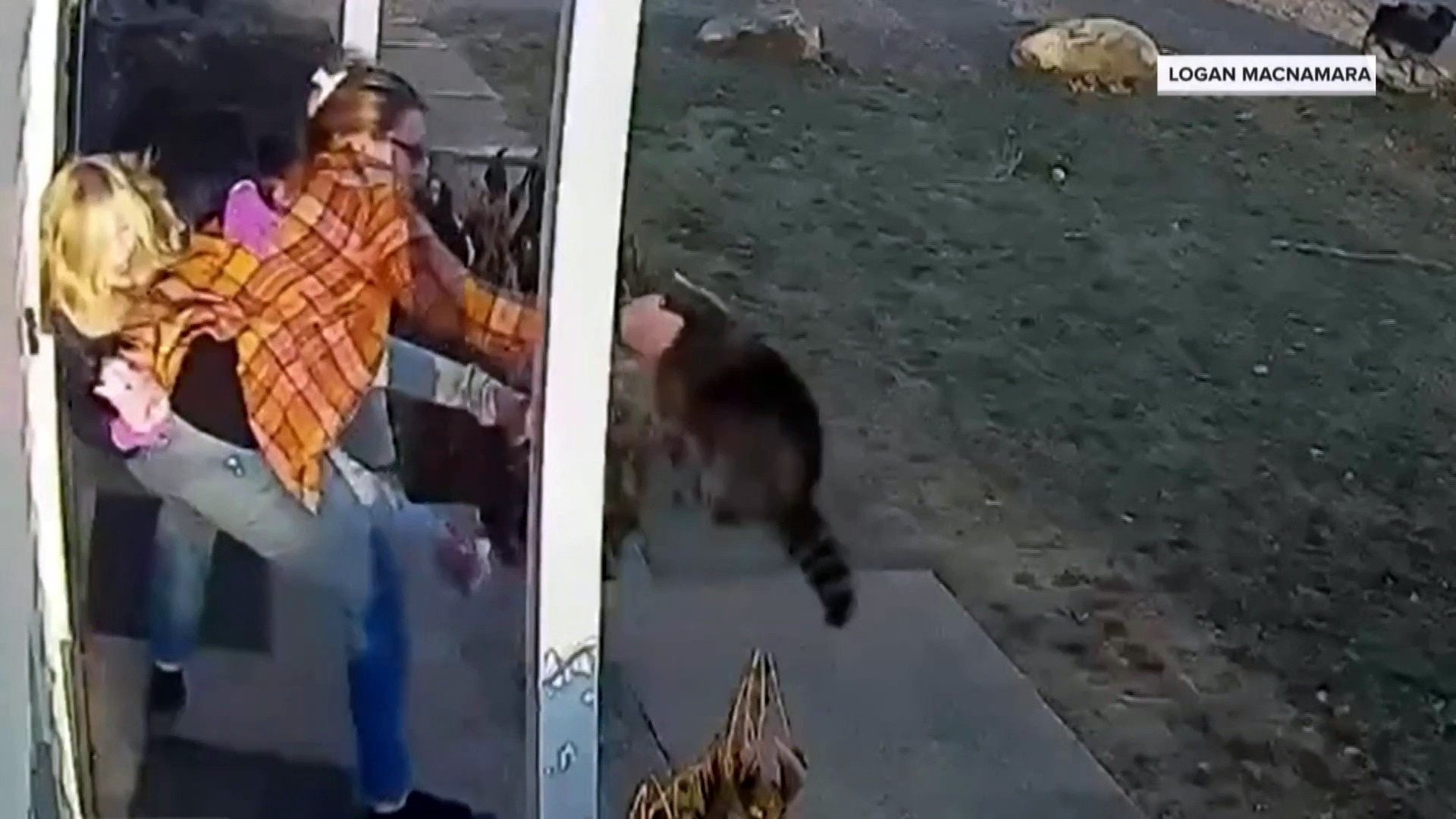 Watch TODAY Excerpt: Mom helps fend off raccoon after it bites daughter ...