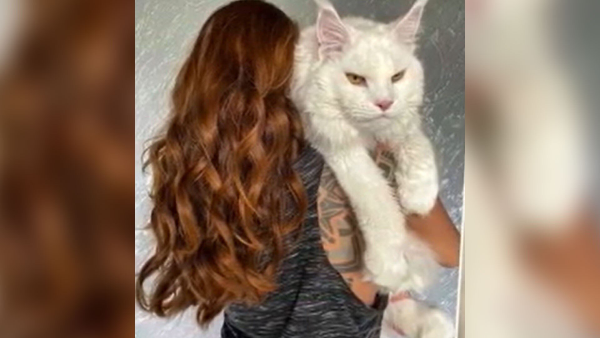 Watch En Casa con Telemundo Highlight: Kéfir, el gato ruso que ha ...