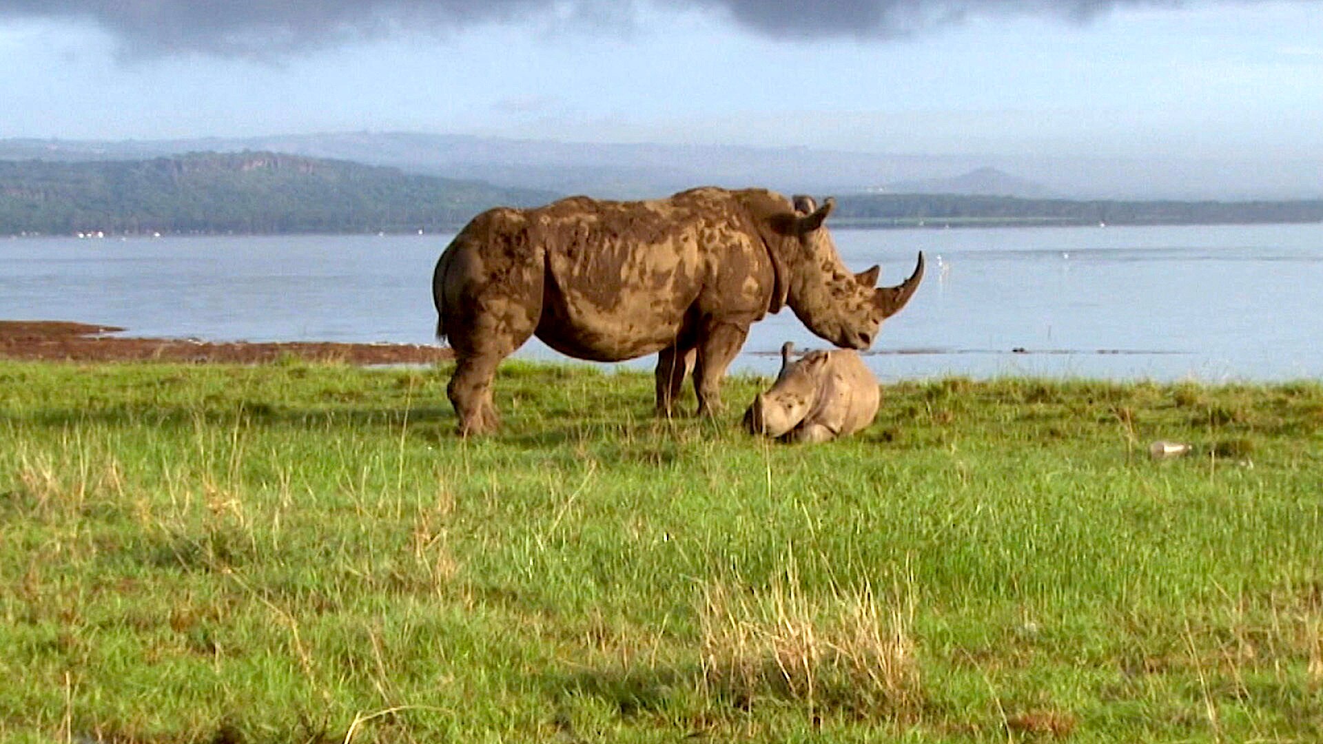 Watch Wild Child Episode: Afri-can You Believe It? - NBC.com