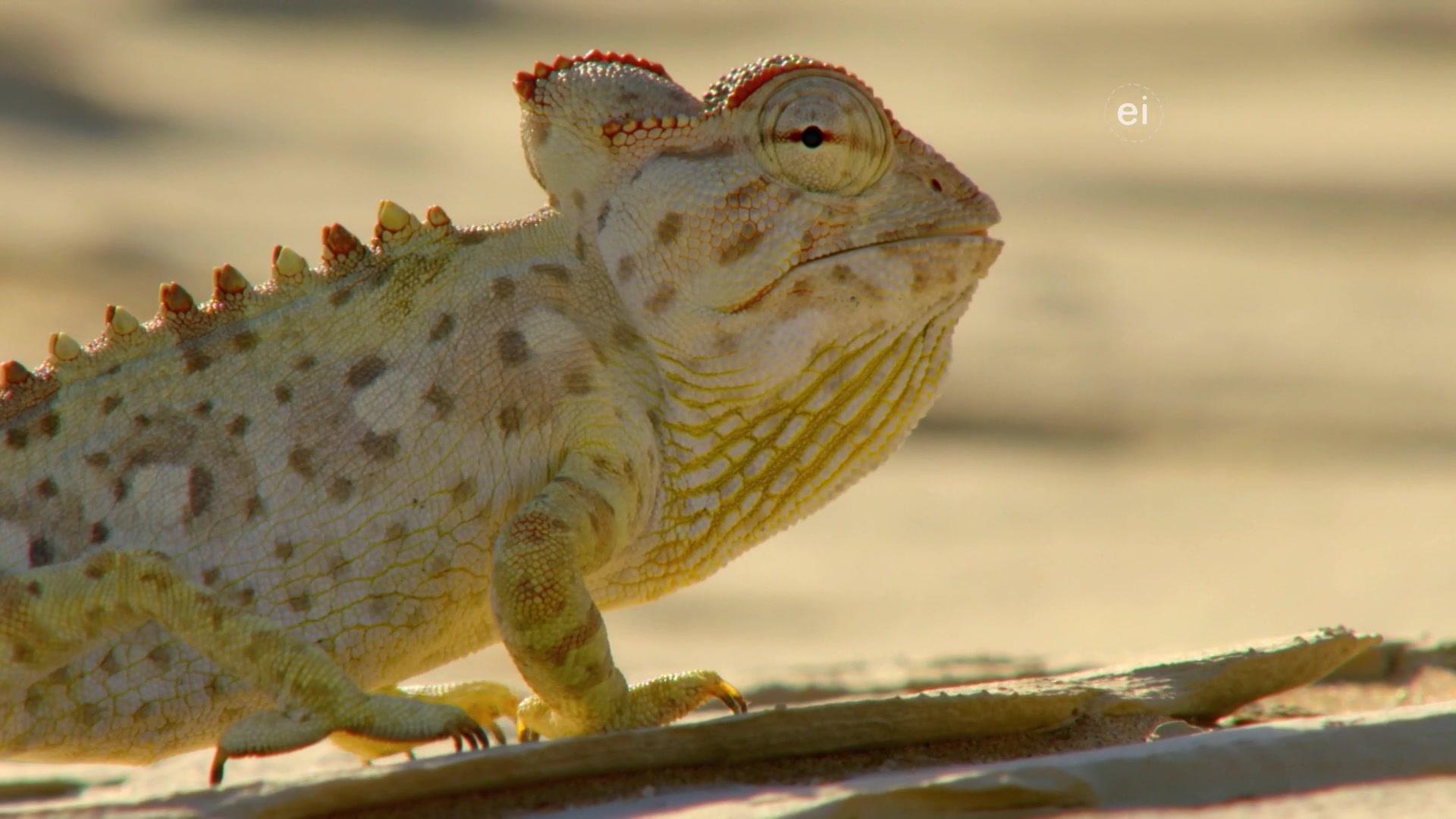 Watch Earth Odyssey with Dylan Dreyer Episode: Bizarre Beasts - NBC.com