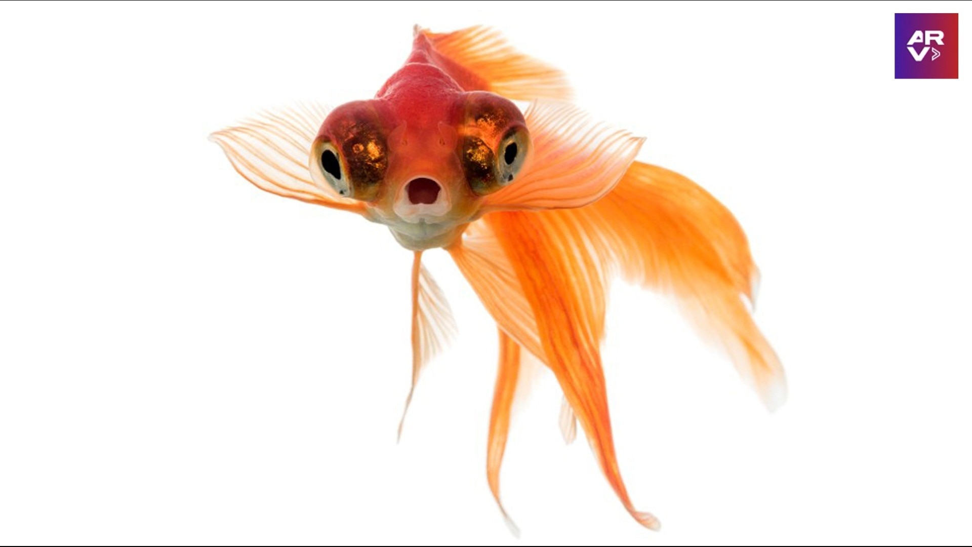 Watch Al Rojo Vivo Highlight: Ojos de pez ayudarían a entender la ...