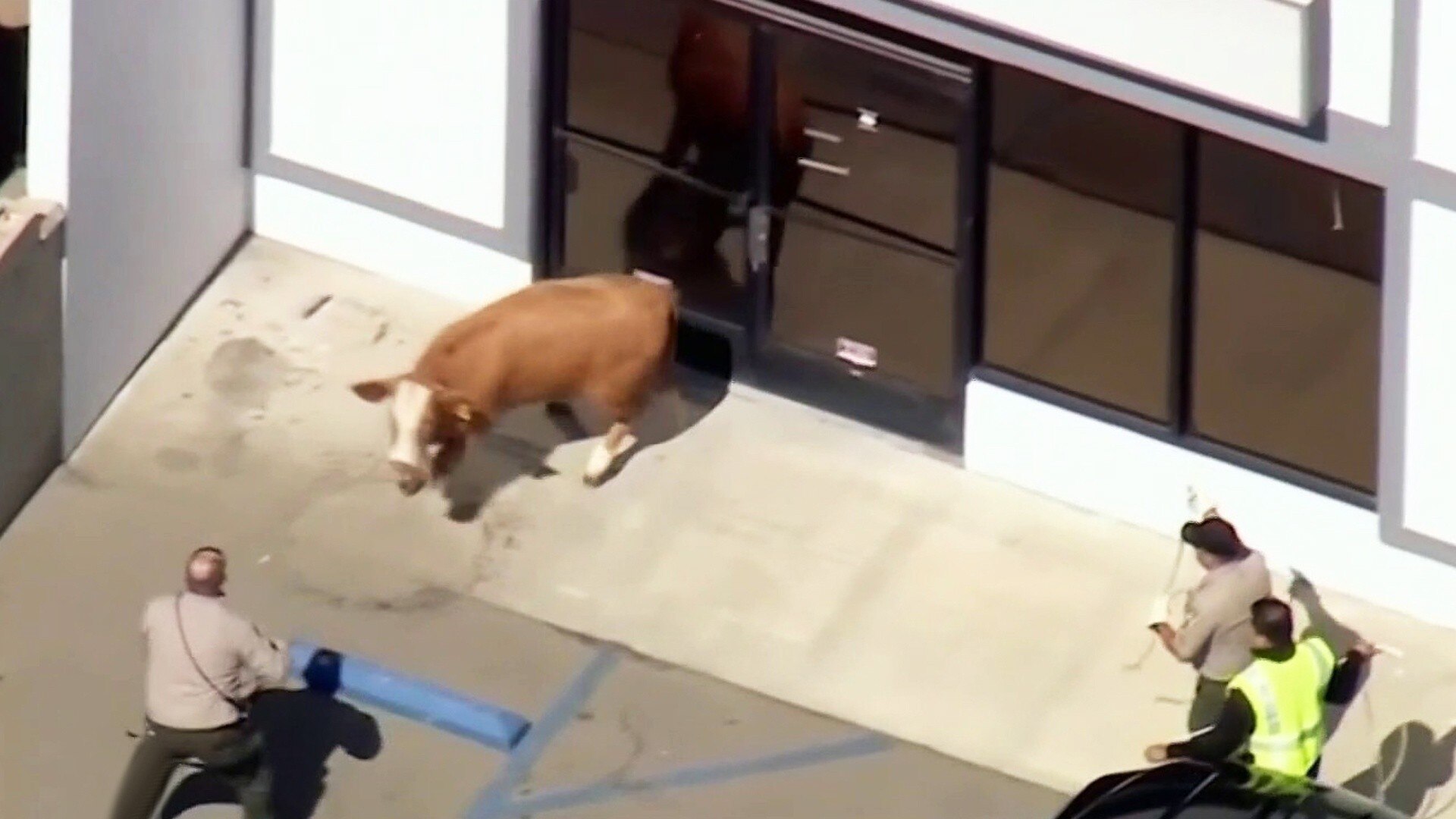 Watch En Casa con Telemundo Highlight: Una vaca protagoniza persecución ...