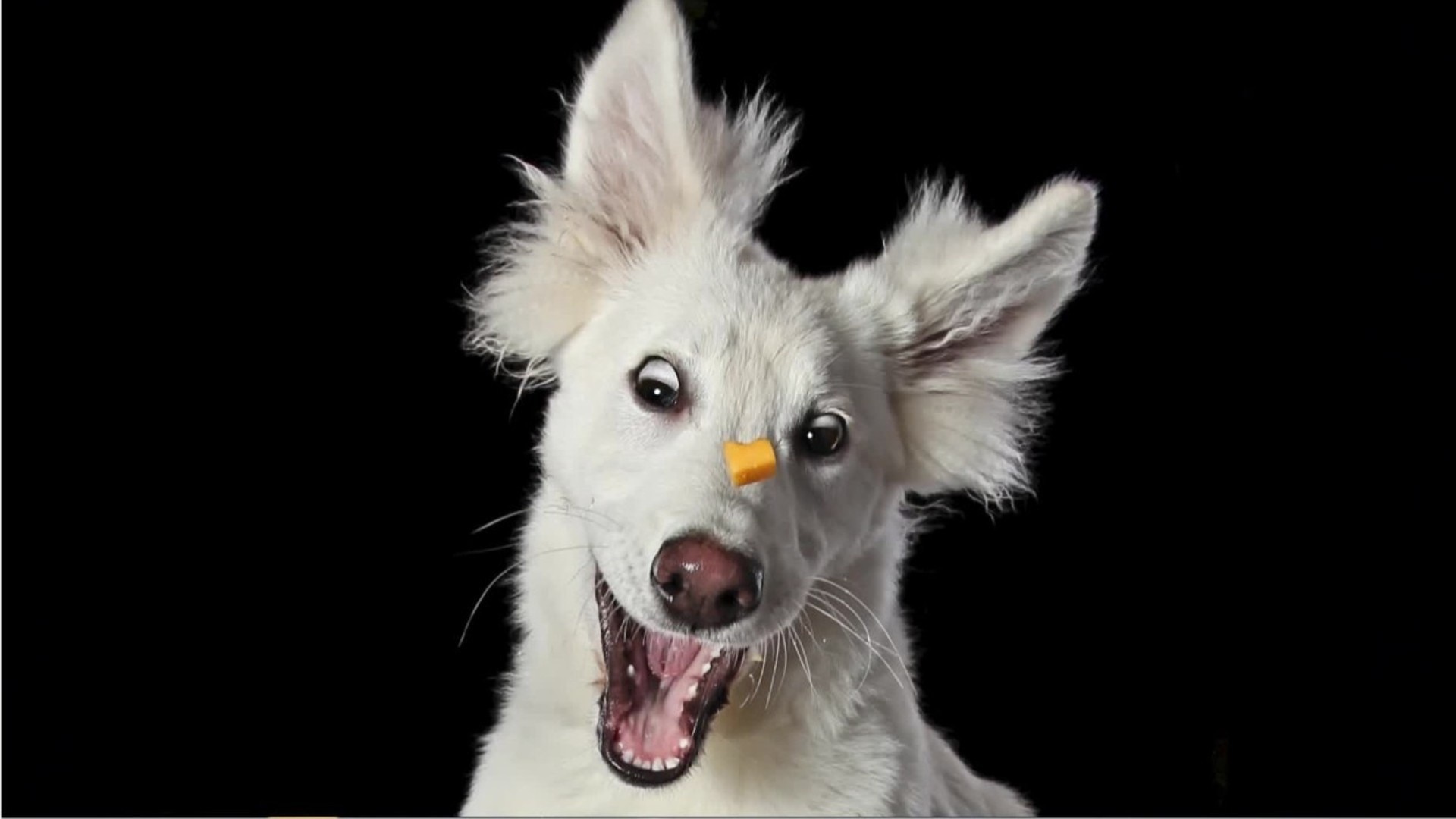 Watch Hoy Día Highlight: Una fotógrafa capta increíbles retratos de ...
