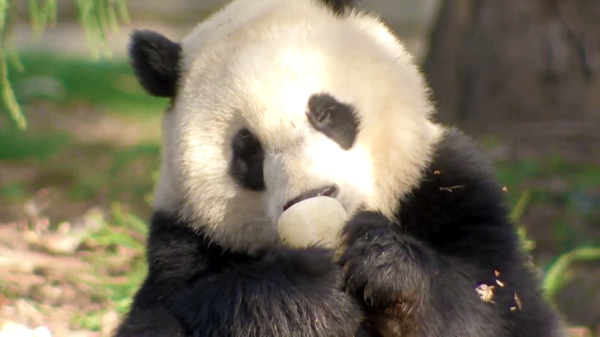 Watch TODAY Excerpt: Smithsonian zoo celebrates 50 years of its giant ...