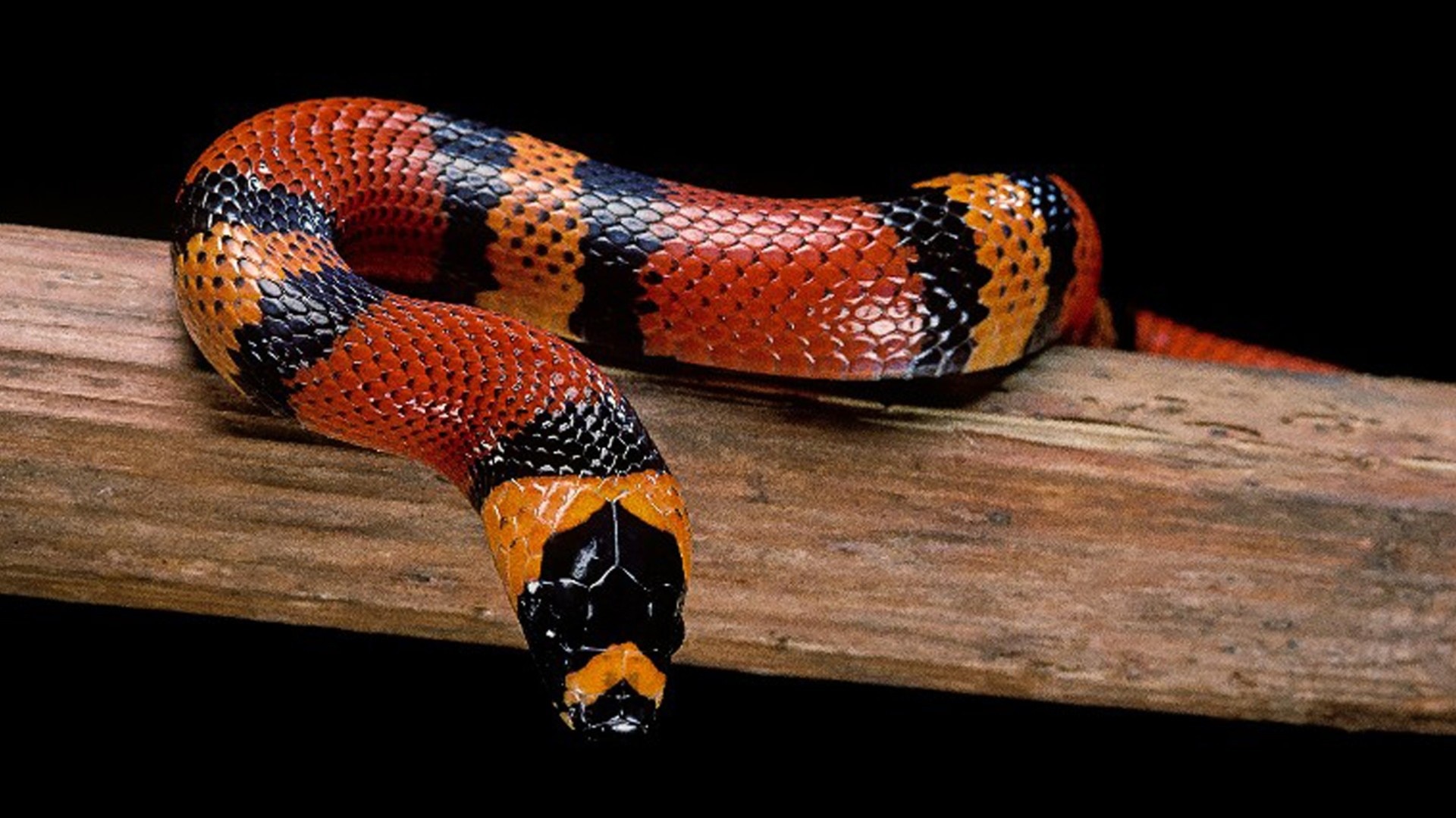 Watch Al Rojo Vivo Highlight: Descubren nueva especie de serpiente y ...