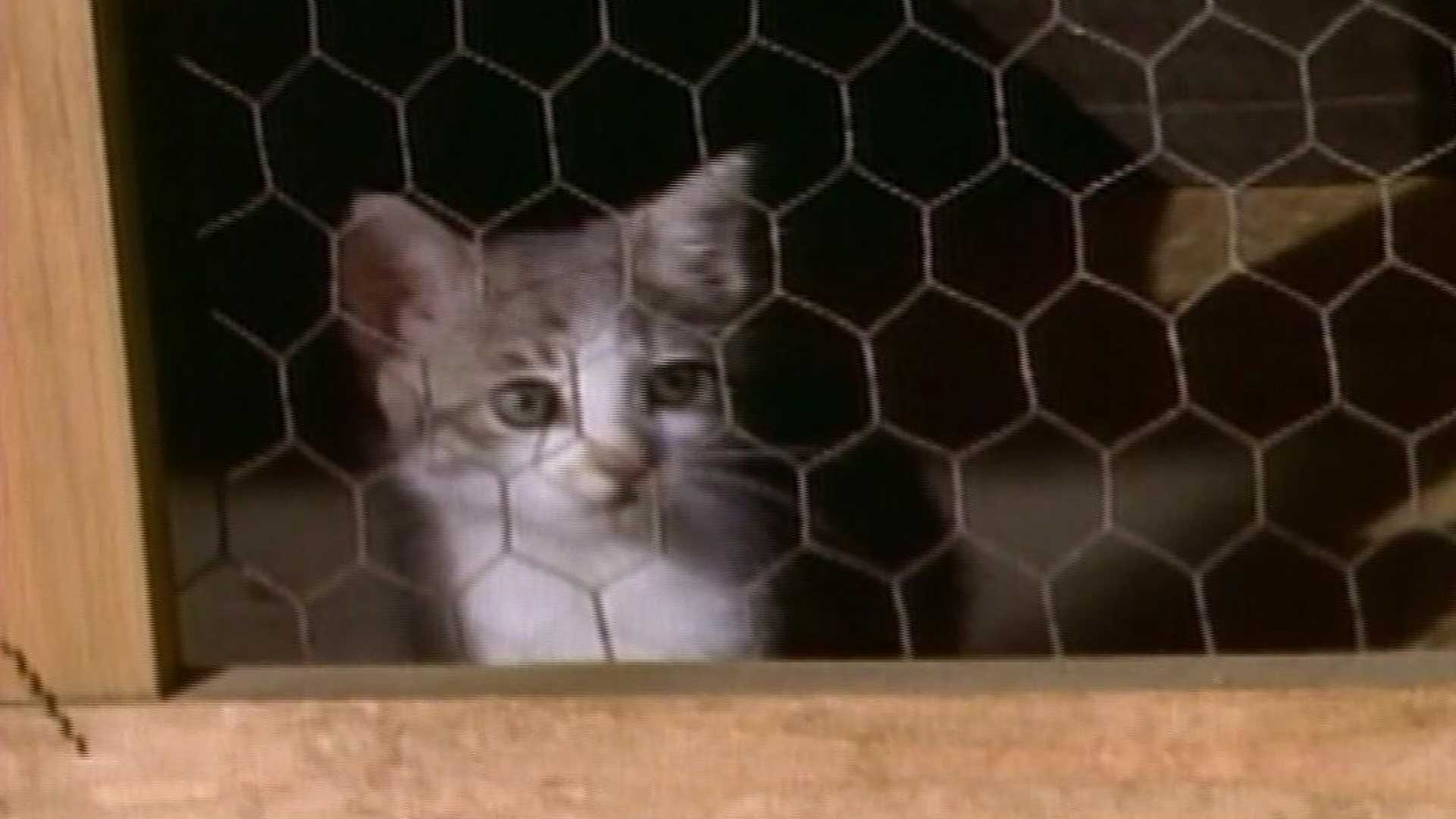 Watch The New Lassie Episode: Kitty Saver - NBC.com