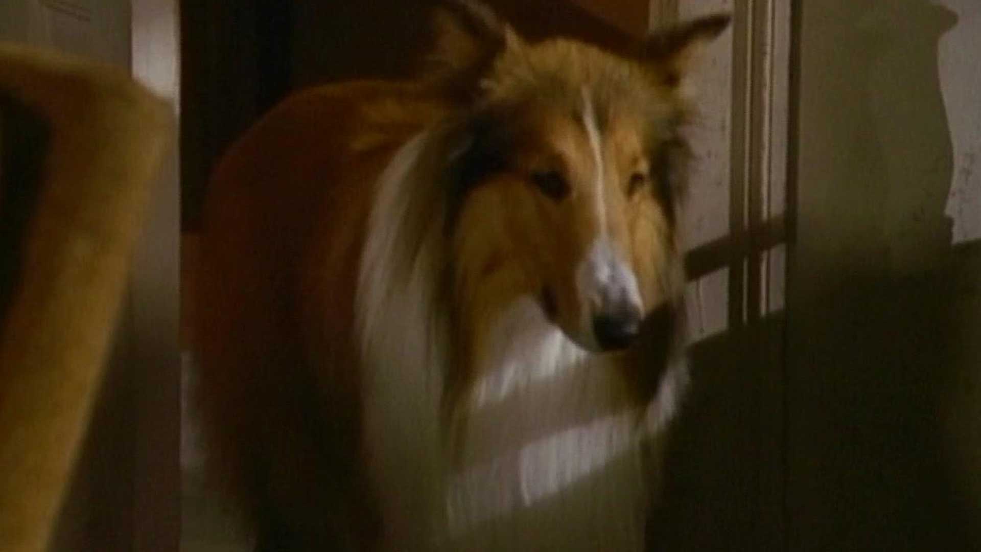 Watch The New Lassie Episode: The Diary of Sandy Frank - NBC.com