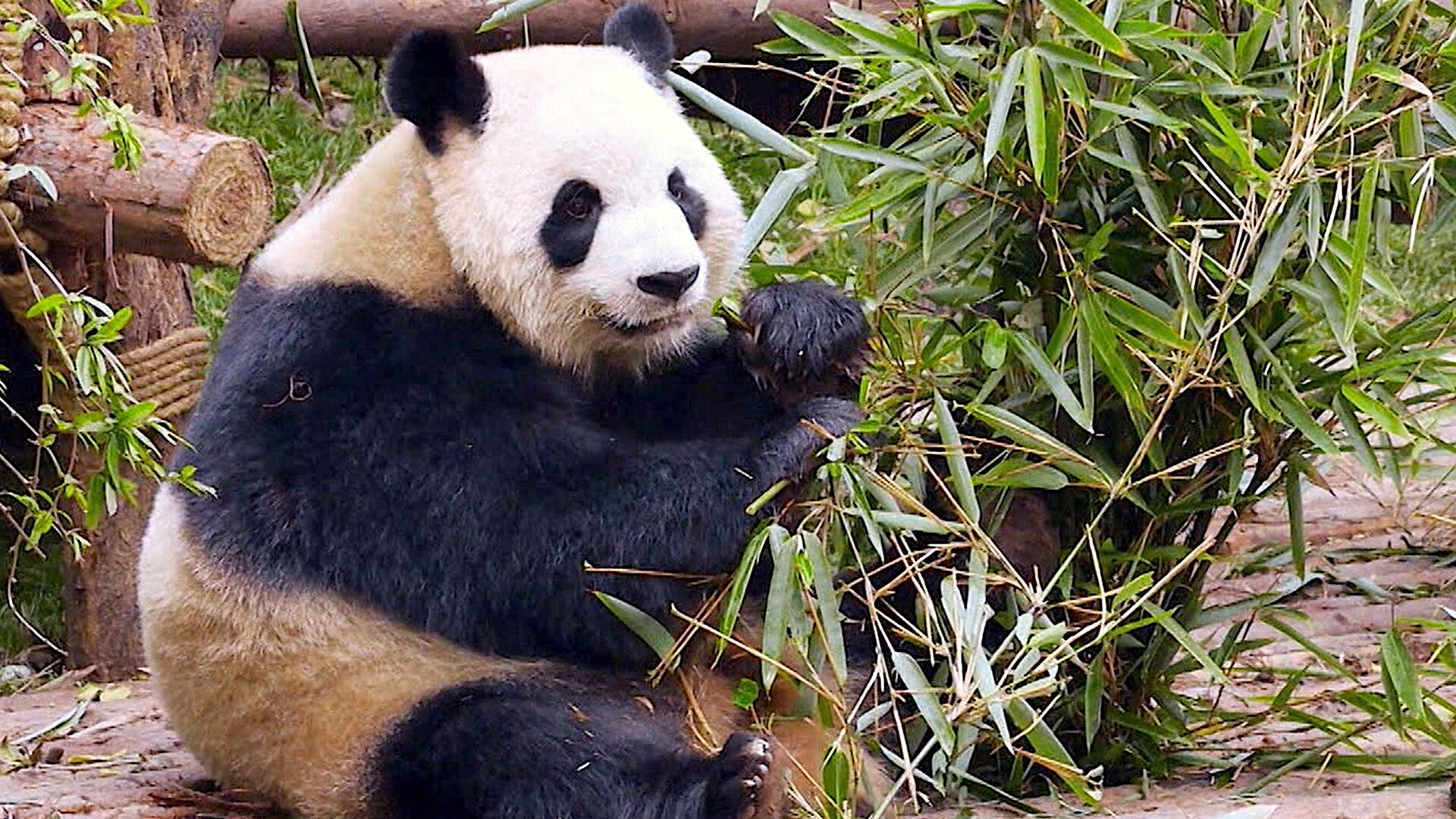 Watch Wild Child Episode: Favorite Families - NBC.com