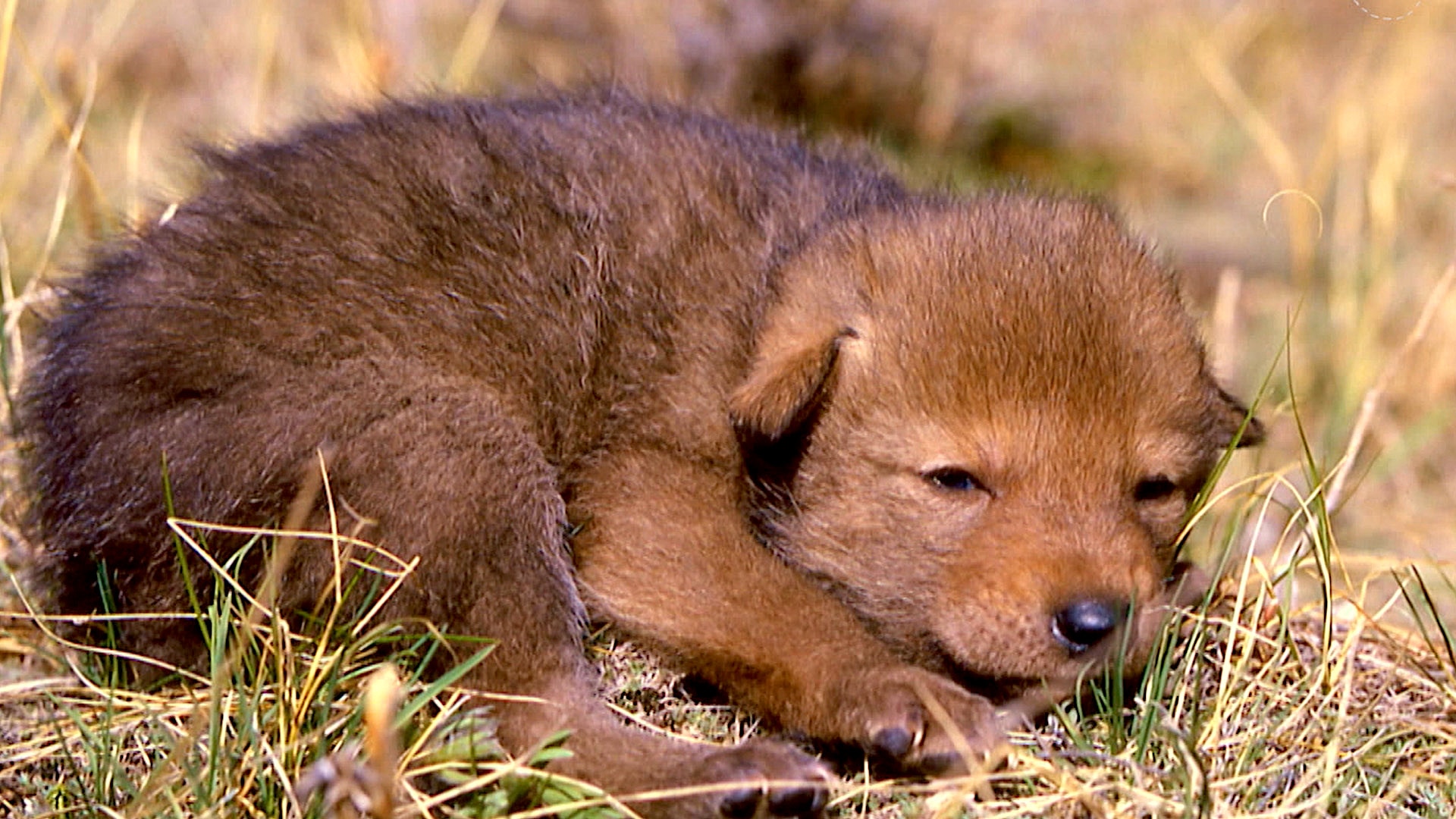 Watch Wild Child Episode: Reason for the Season - NBC.com