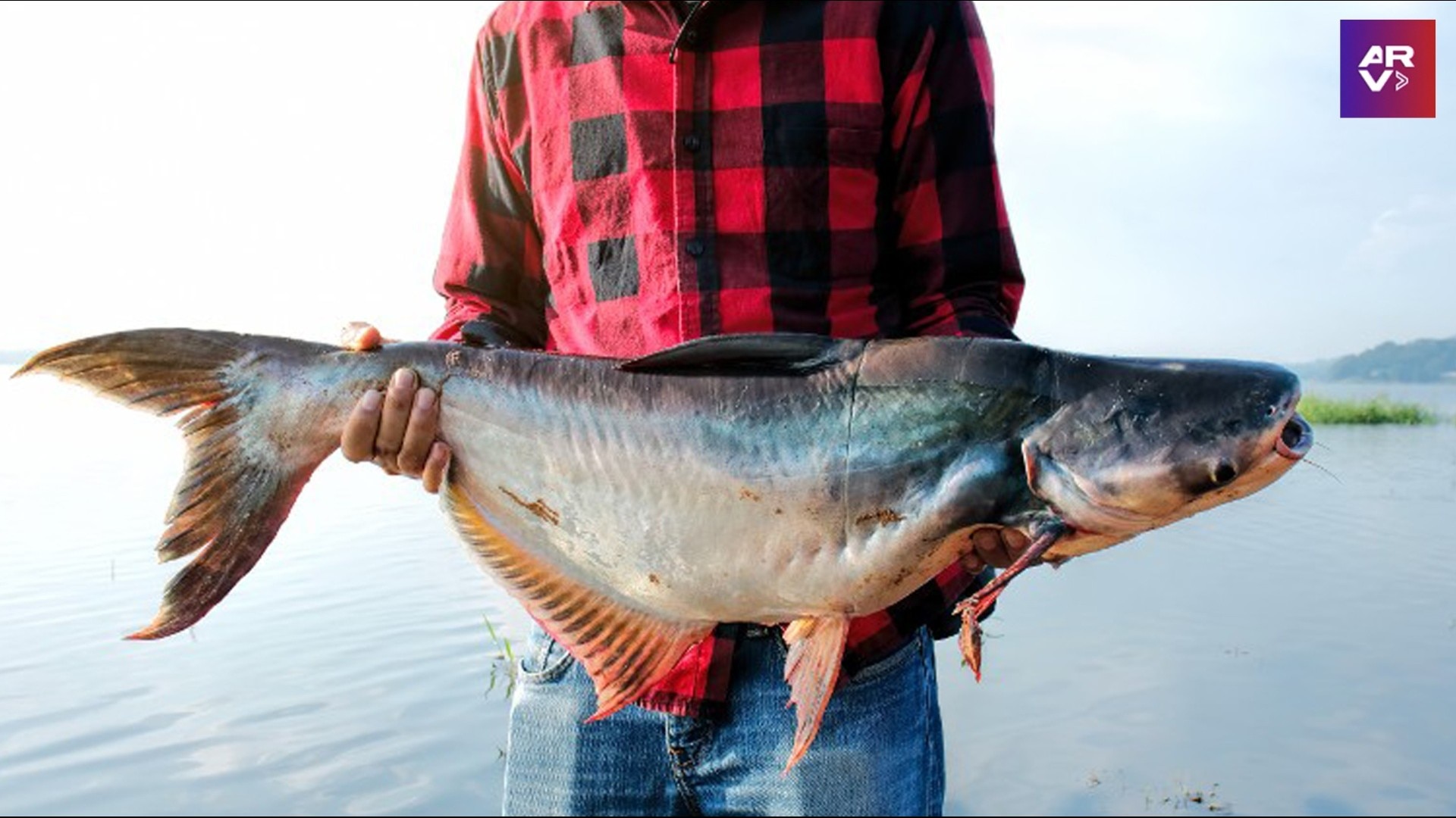Watch Al Rojo Vivo Highlight: Descubren un gigante pez bagre de casi ...