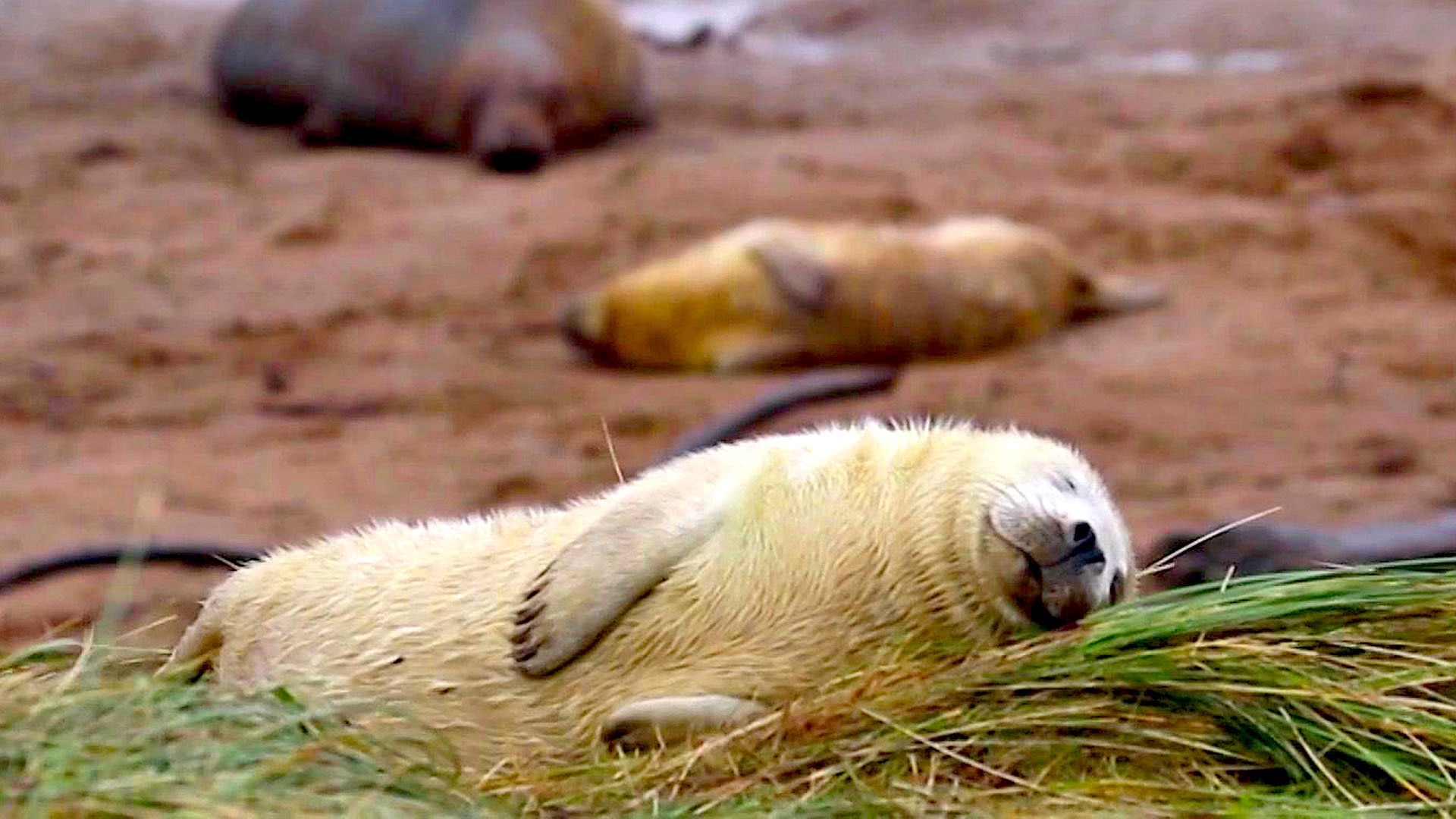 Watch Wild Child Episode: Playful Paws - NBC.com