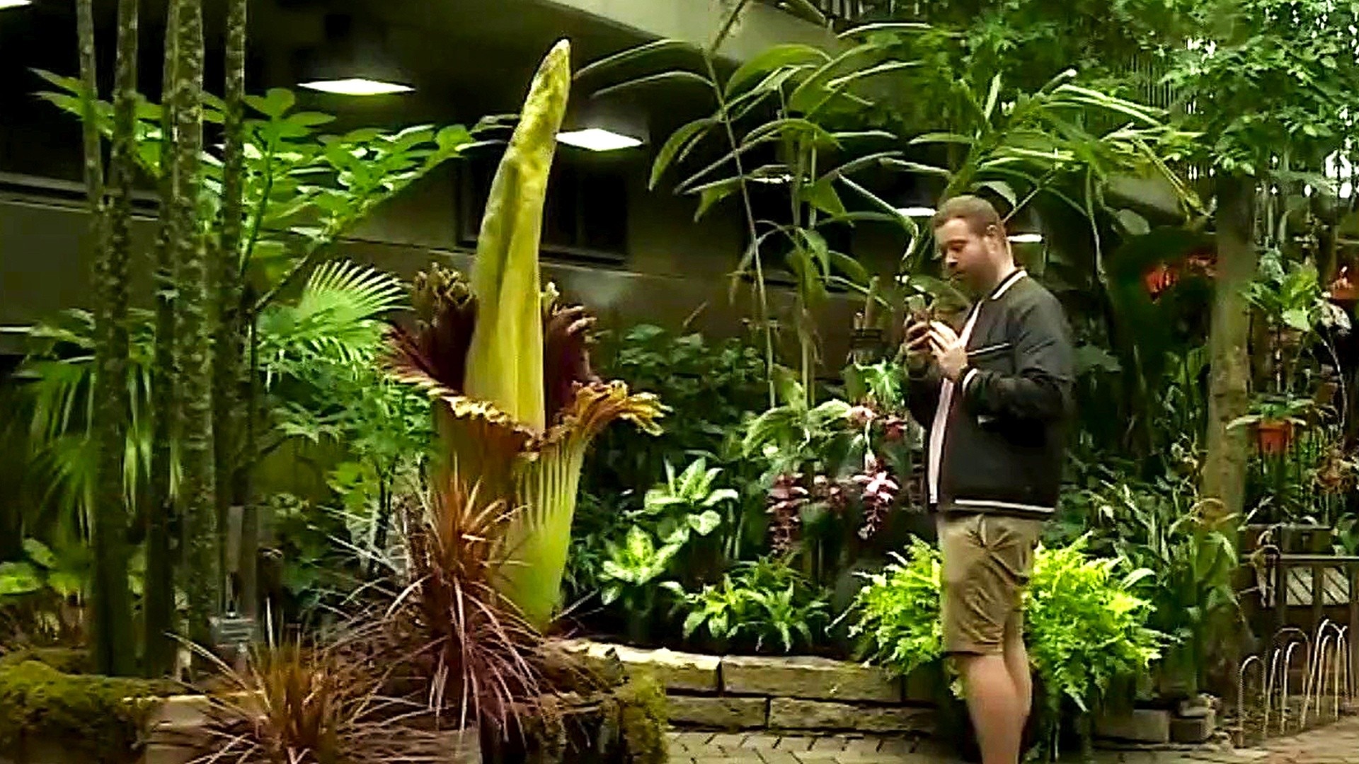 Watch Hoy Día Highlight: Largas filas para sentir el olor a papa ...