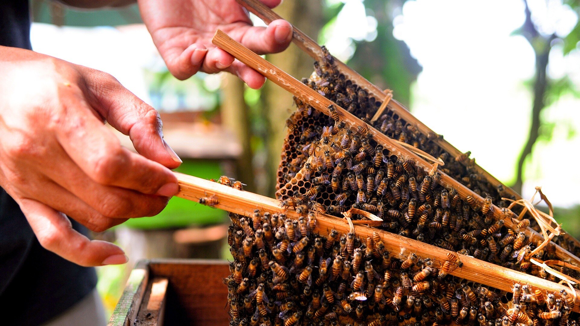 Watch Hoy Día Highlight: Día Mundial de las Abejas: Conocimos a un ...