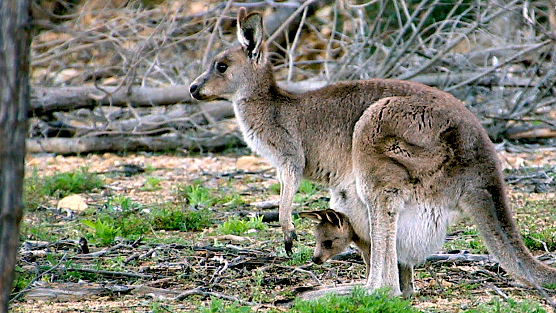 Watch Wild Child Episode: Back to the Outback - NBC.com