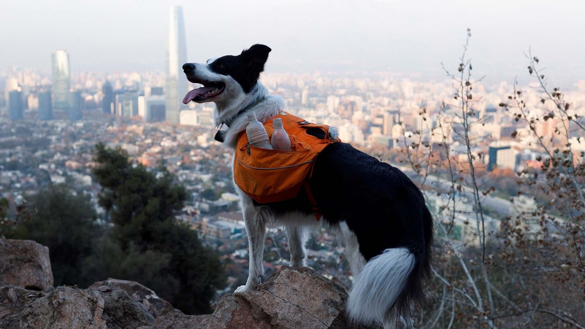 Watch Noticias Telemundo Highlight: Conozca a Sam, el perro con una ...