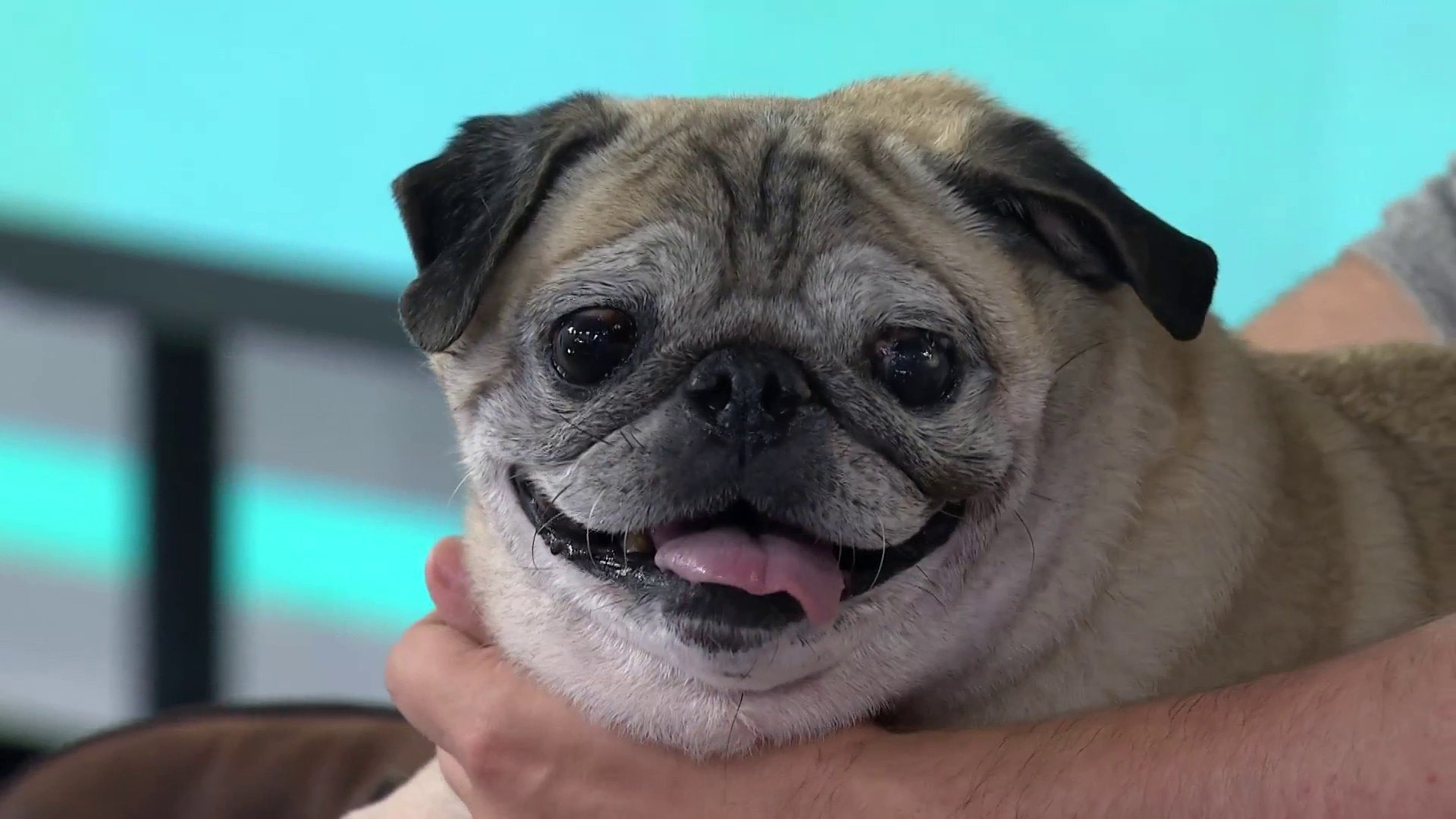 Watch TODAY Excerpt: Noodle the Pug makes it a 'Bones Day' with new ...