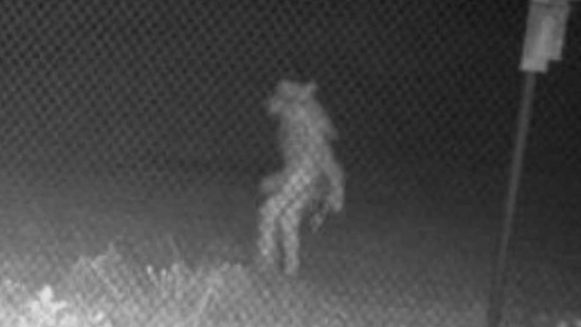 Watch TODAY Excerpt: Mysterious human-like creature spotted at Texas ...