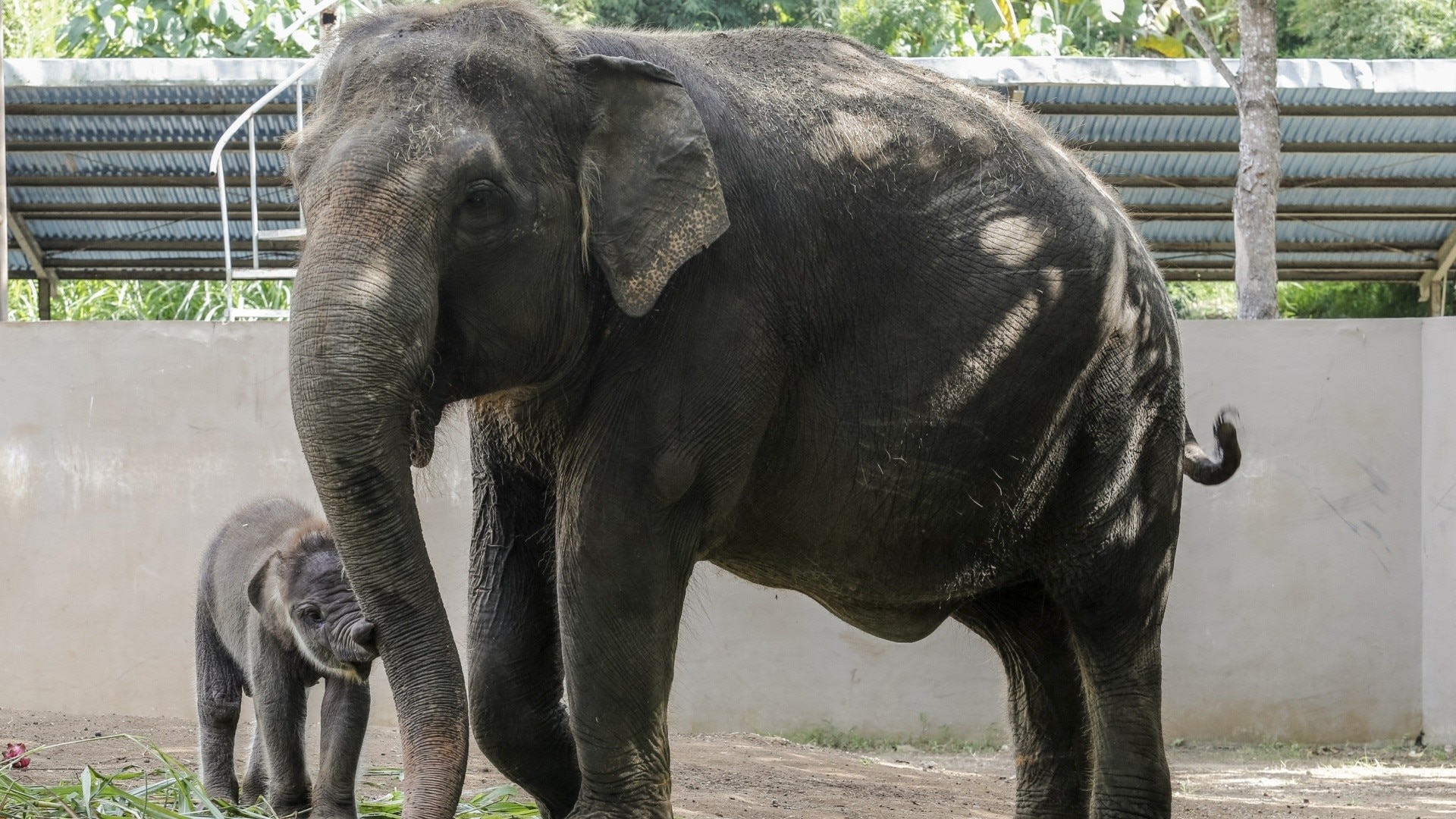 Watch En Casa con Telemundo Highlight: Aprende a diferenciar entre un ...