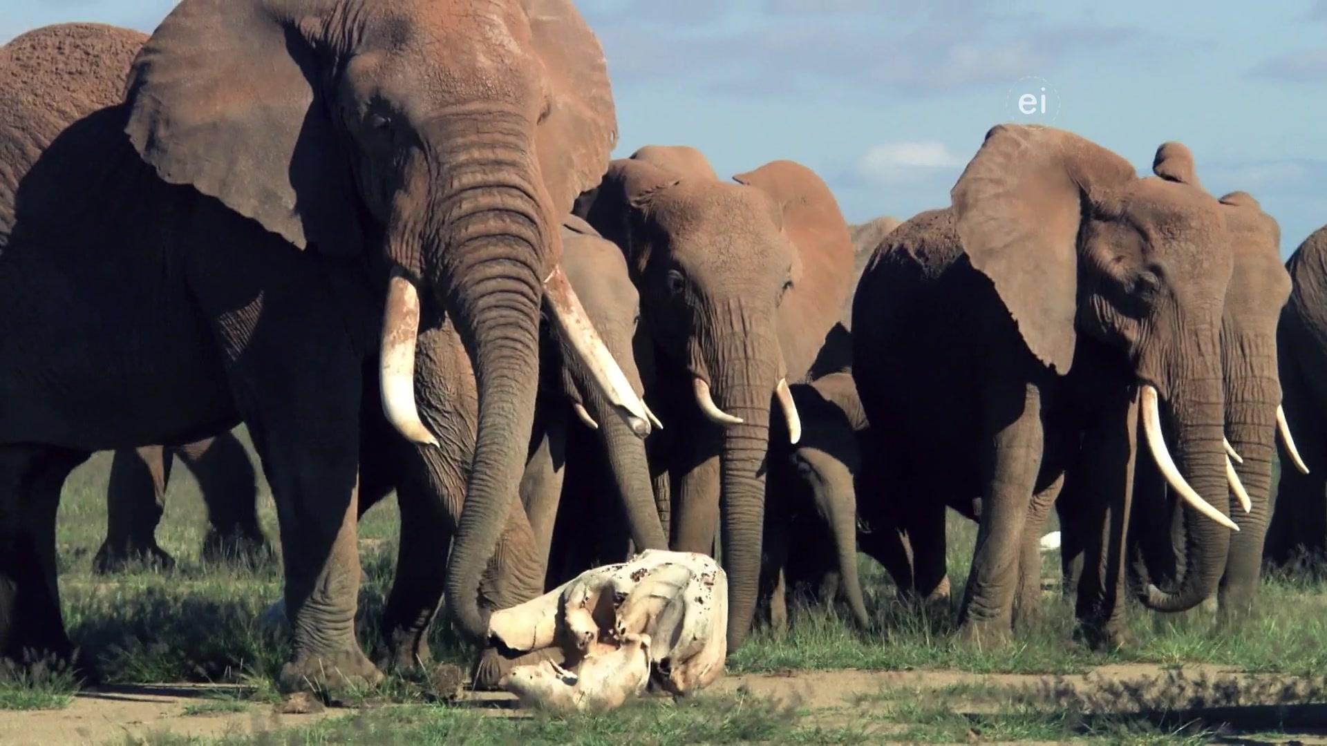 Watch Earth Odyssey with Dylan Dreyer Episode: Iconic Creatures - NBC.com