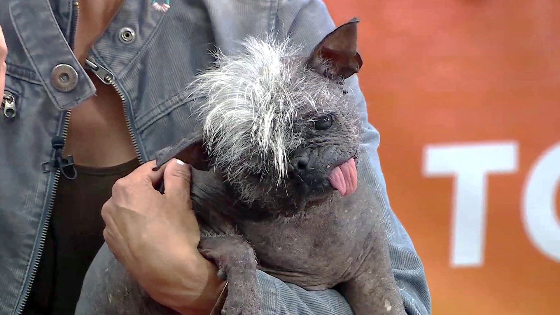 Watch TODAY Excerpt: ‘World’s Ugliest Dog’ Mr. Happy Face stops by ...