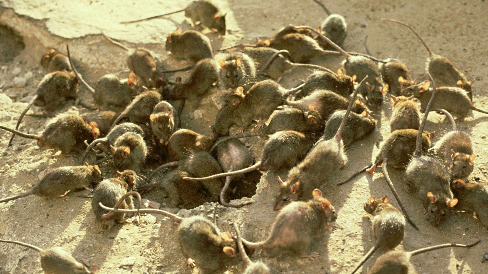 Watch Al Rojo Vivo Highlight: Crean 'academia de ratas' para mostrar al ...