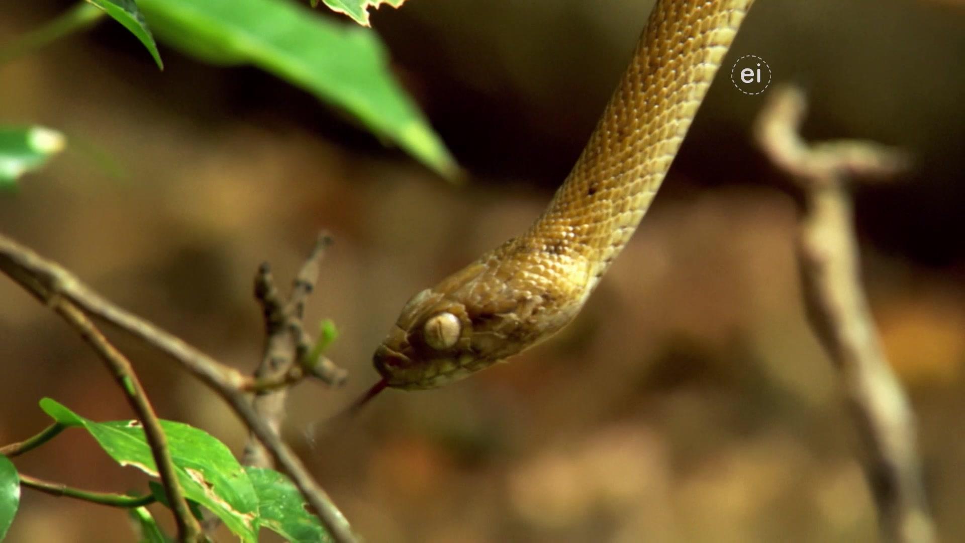 Watch Earth Odyssey with Dylan Dreyer Episode: Bizarre Beasts of Africa ...