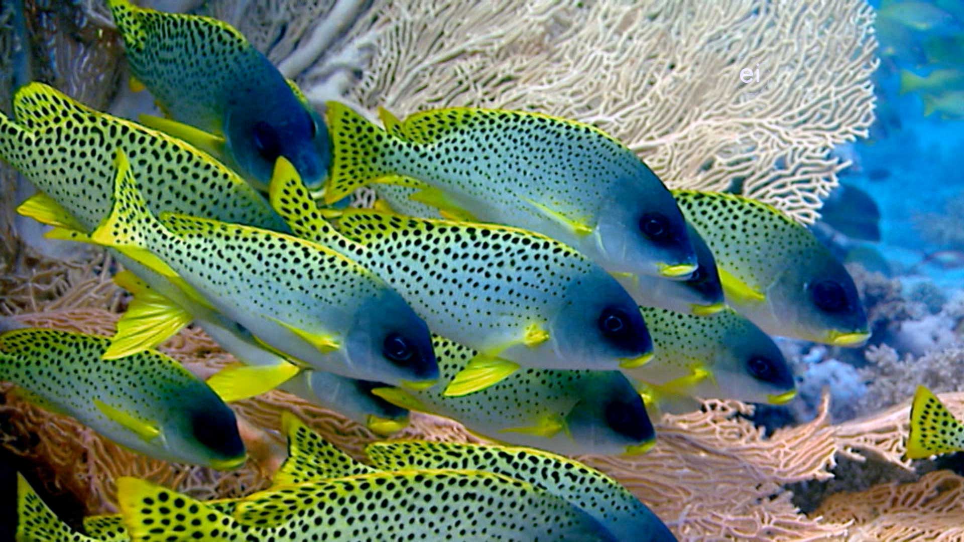 Watch Earth Odyssey with Dylan Dreyer Episode: Tropical Terrain - NBC.com