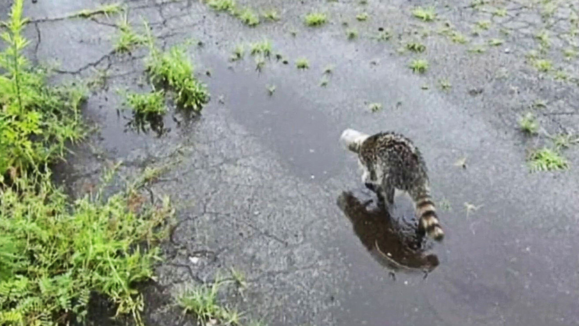 Watch Hoy Día Highlight: Dos oficiales de Pennsylvania rescataron a un ...