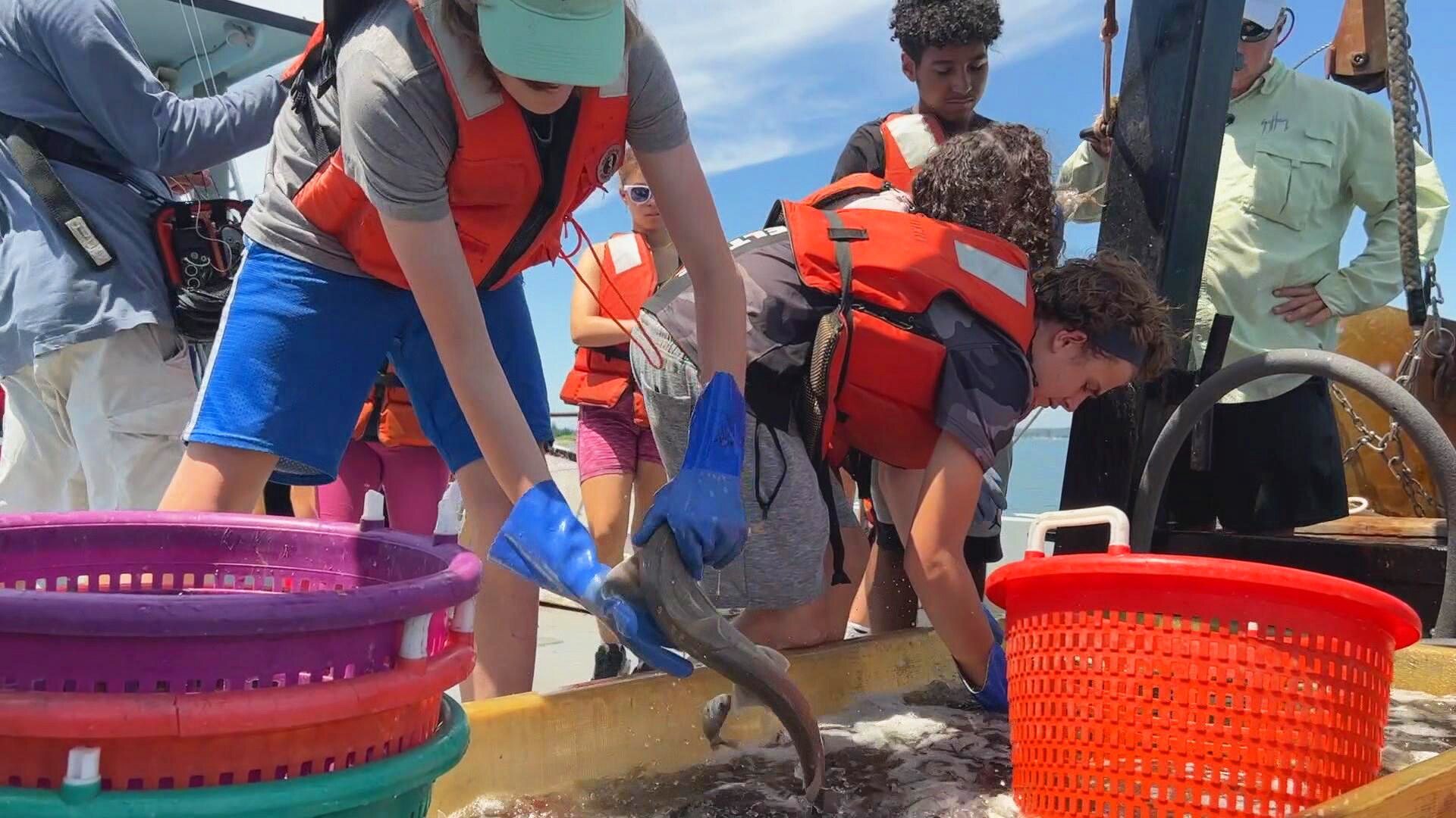 Watch TODAY Excerpt Shark Camp Offers Free Ocean Adventure To watch-today-excerpt-shark-camp-offers-free-ocean-adventure-to