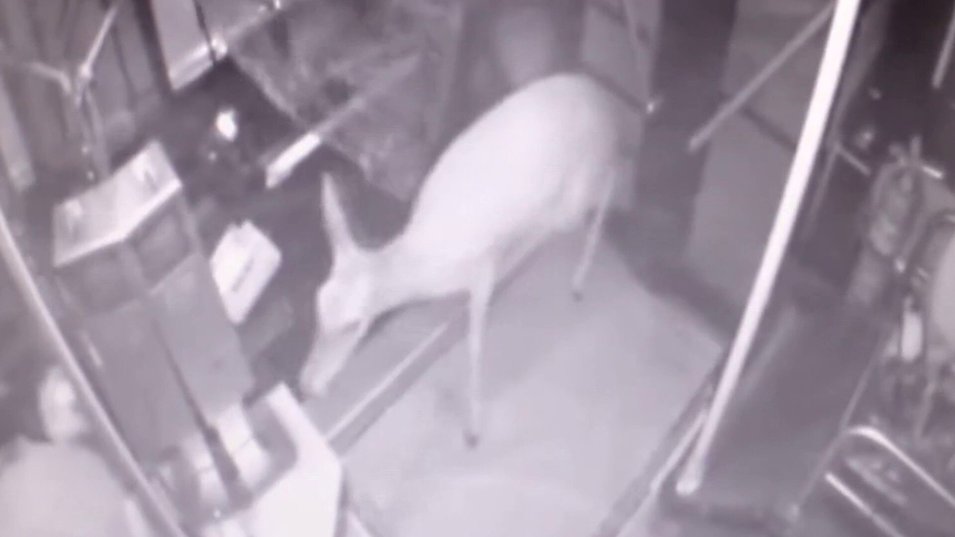 Watch TODAY Excerpt: Bus driver remains calm after deer crashes through ...