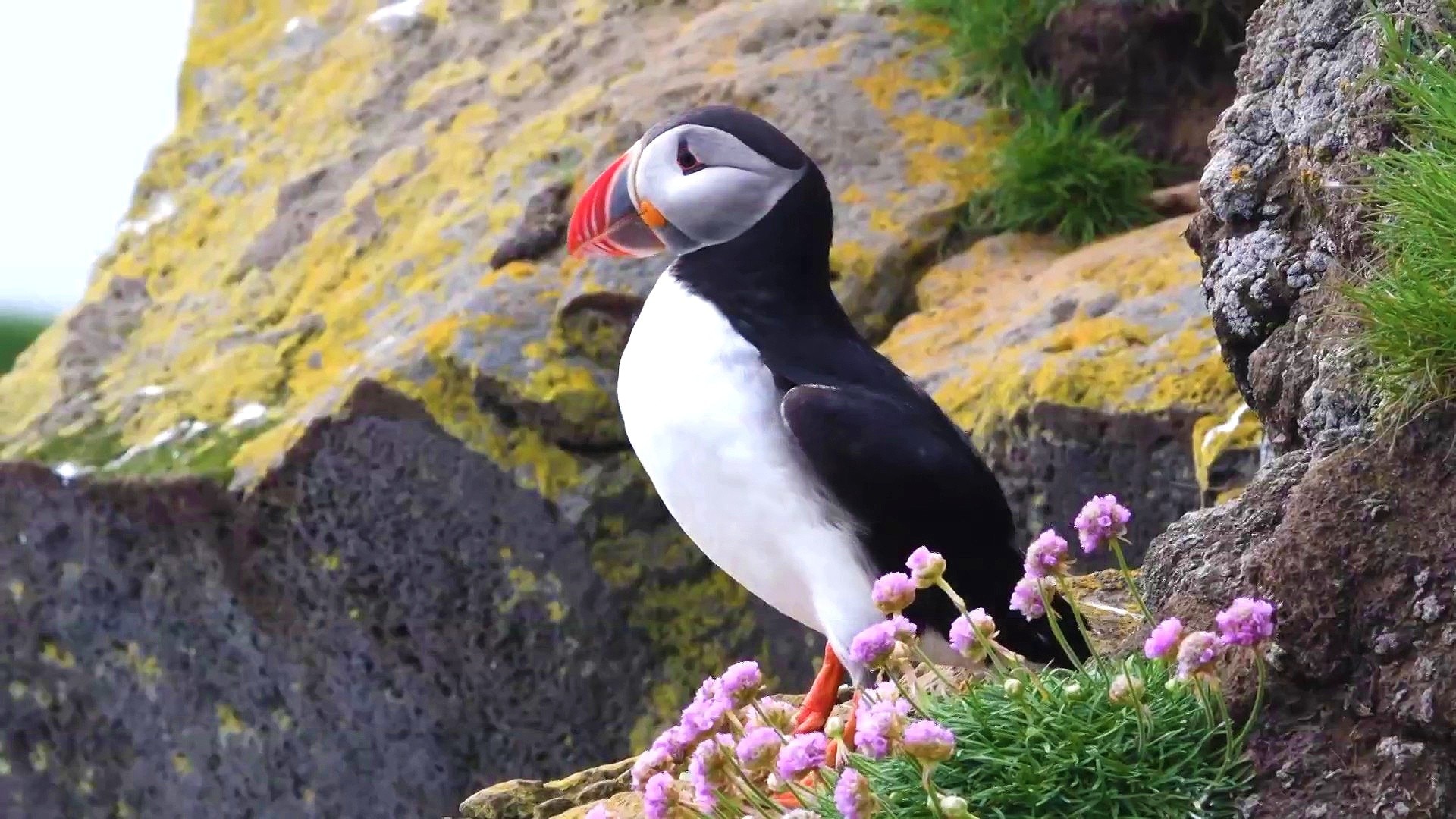 Watch TODAY Excerpt: Puffins thriving on protected island despite ...