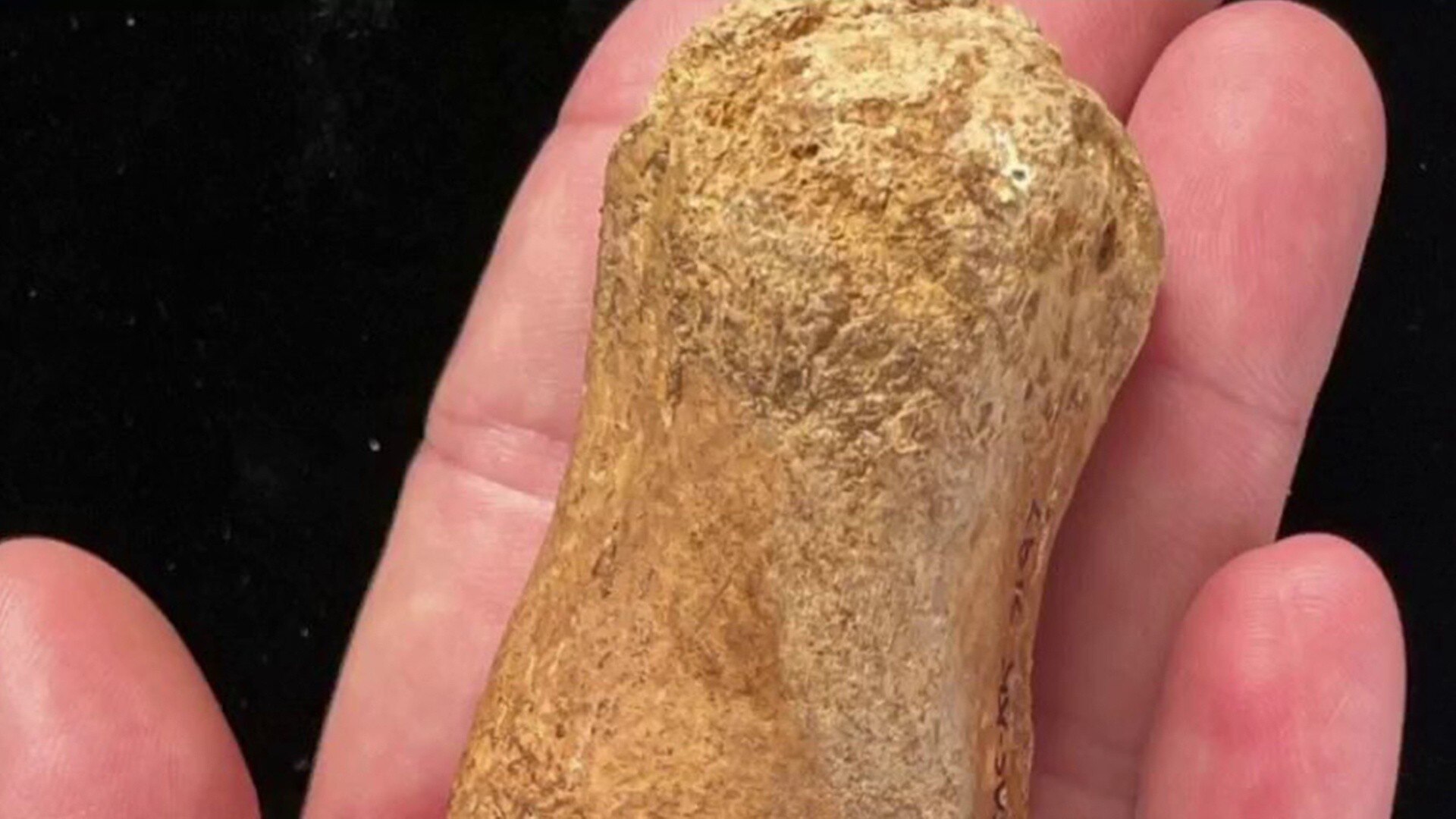 Watch TODAY Excerpt: Scientists say new fossils point to existence of ...