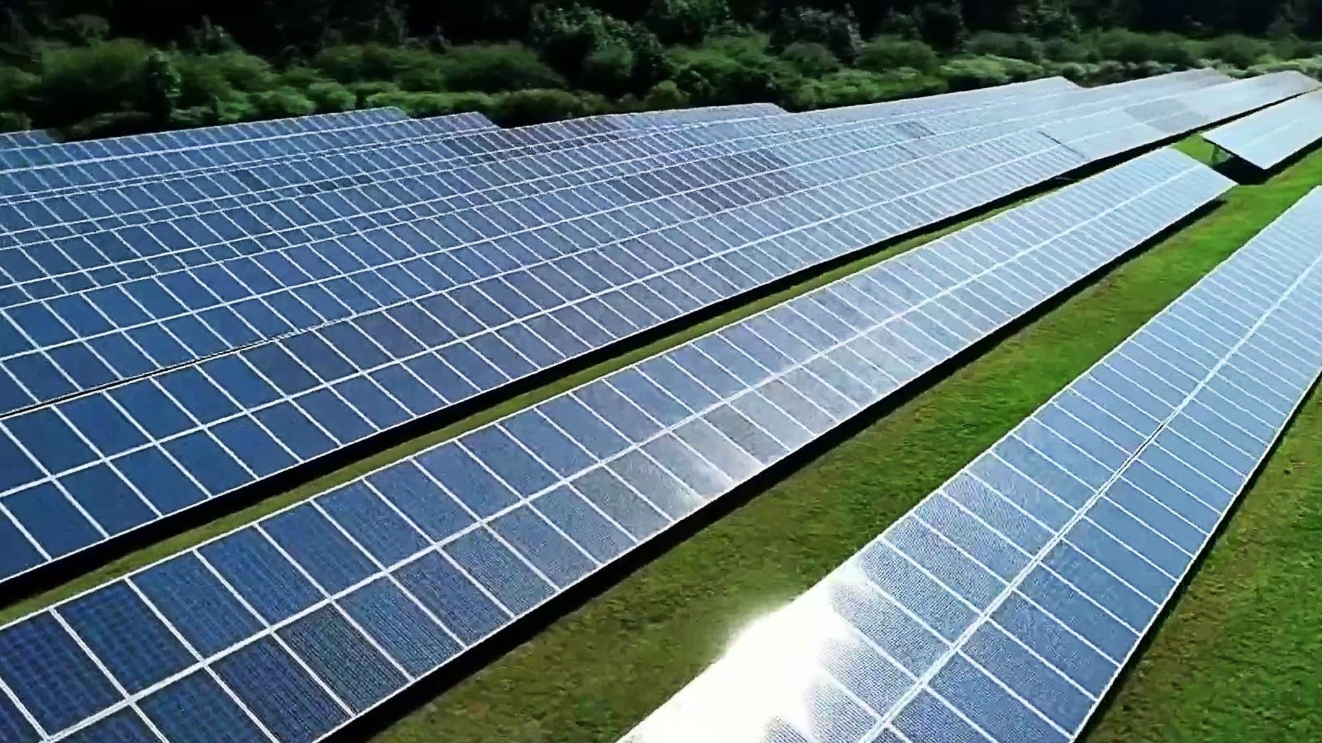 Watch Noticias Telemundo Highlight: Planeta Tierra: Esta es la planta ...