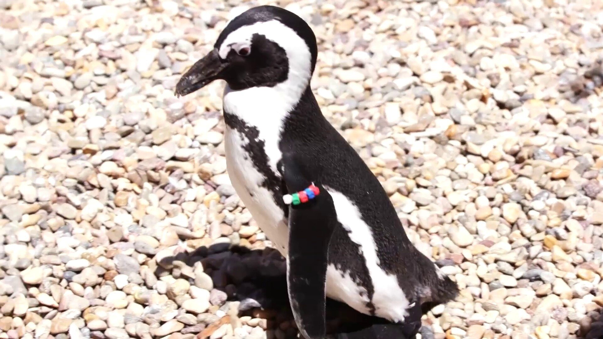 Watch TODAY Excerpt: ‘Loner’ penguin given life-saving booties to fit ...