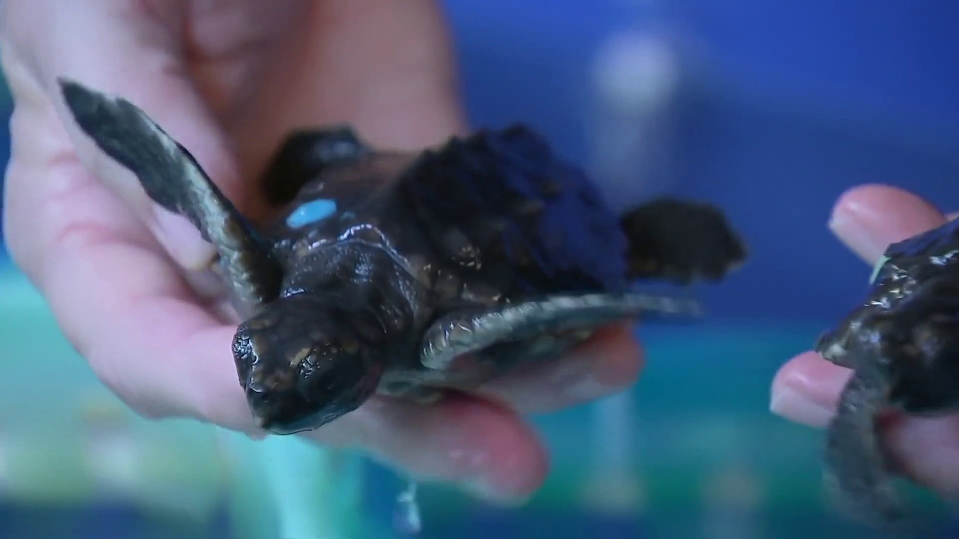 Watch TODAY Excerpt: Watch baby sea turtles get released into the ocean ...