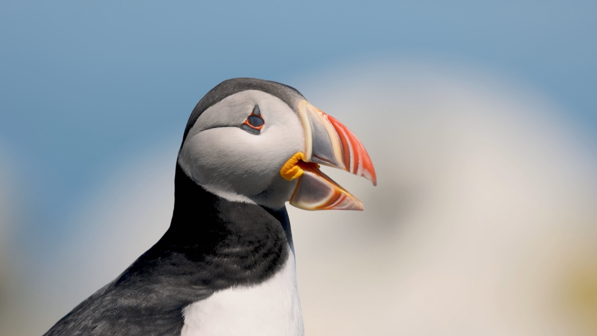 Watch Nightly News Films Excerpt: How the adorable Atlantic puffin came ...