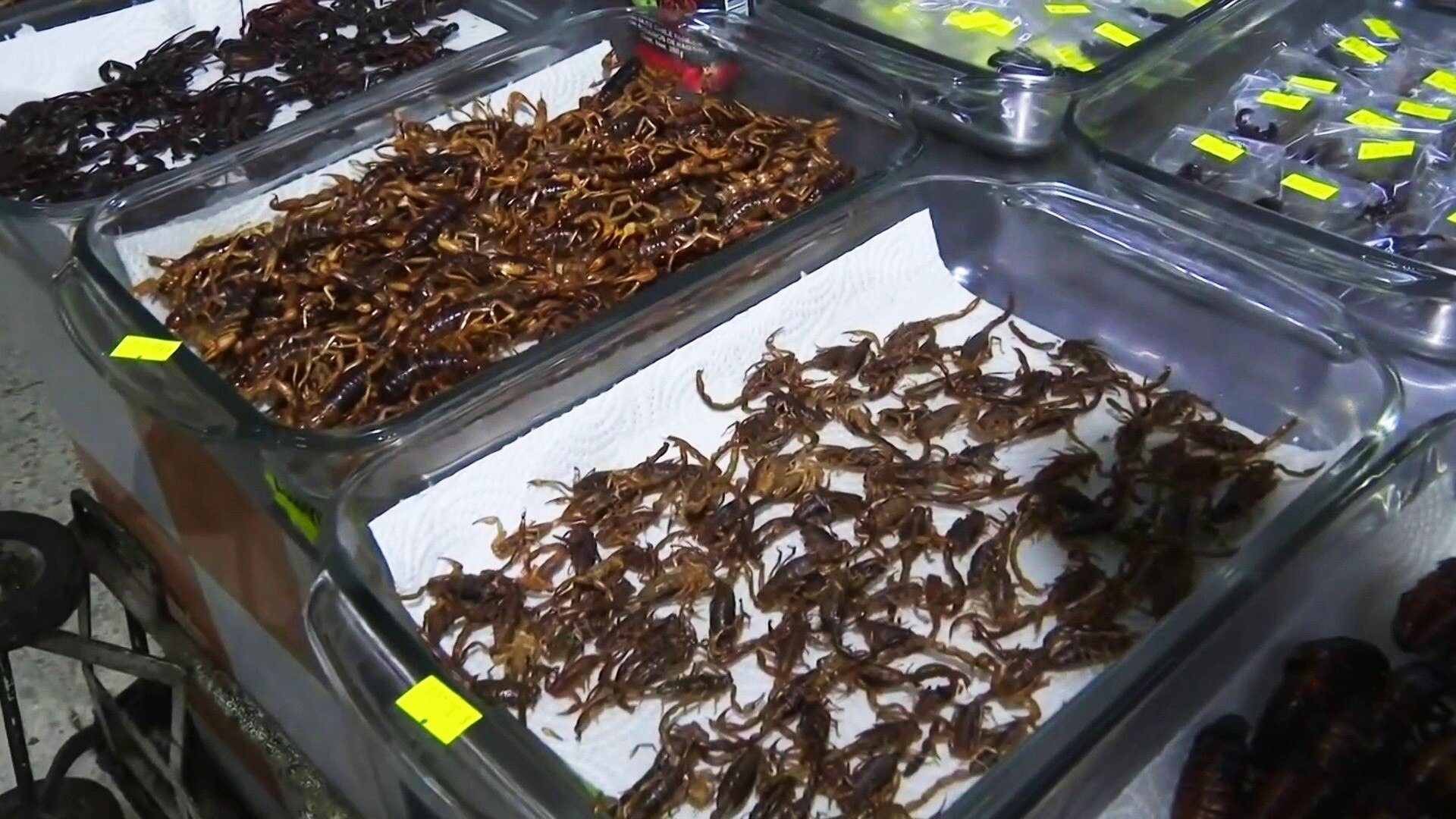 Watch Noticias Telemundo Highlight: Para muchos los insectos son el ...