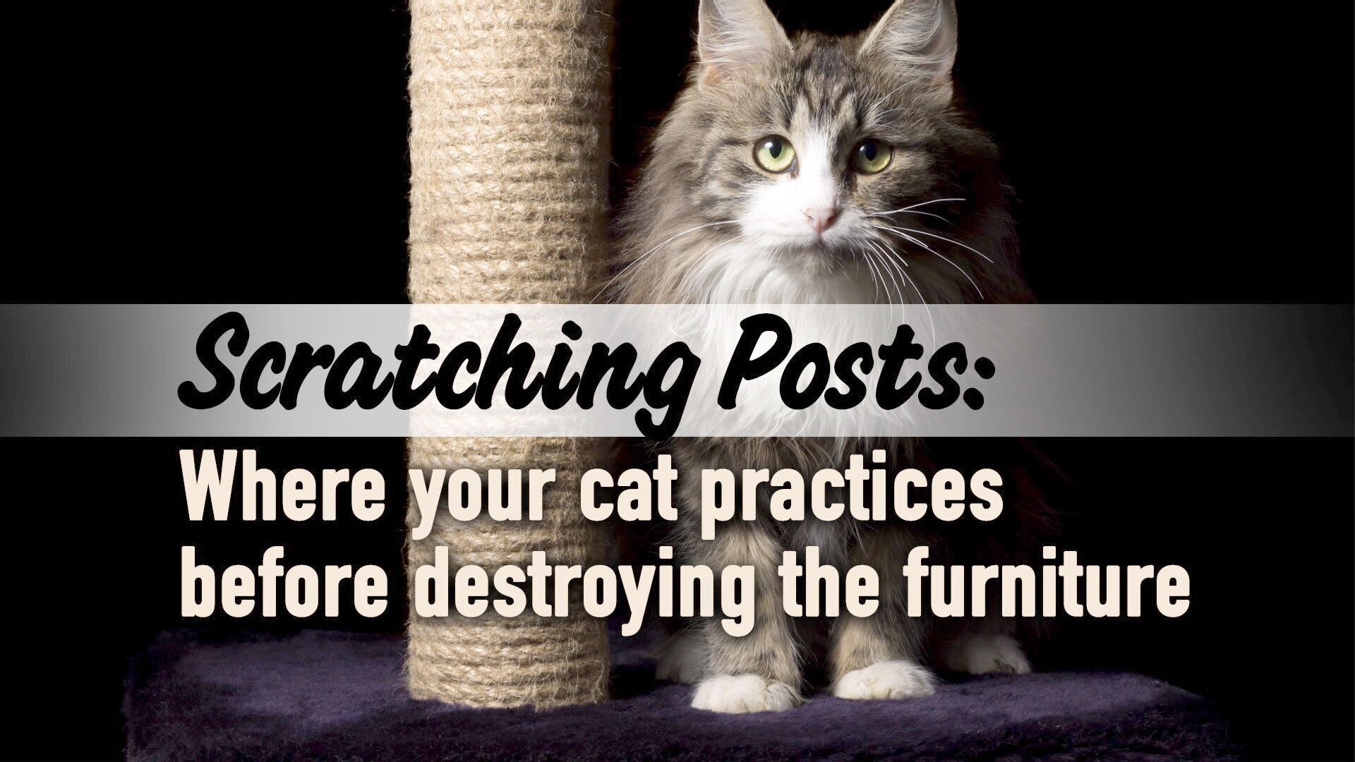 Watch Late Night with Seth Meyers Highlight: New Slogans: Scratching ...