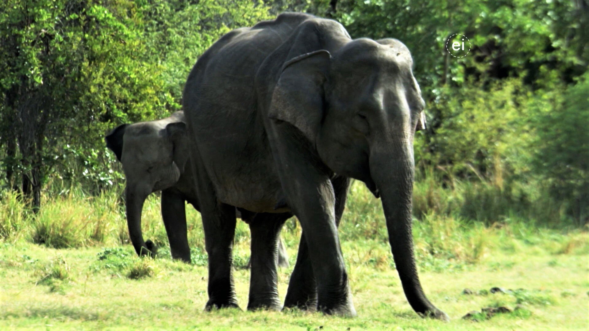 Watch Earth Odyssey with Dylan Dreyer Episode: Ingenious Animals - NBC.com