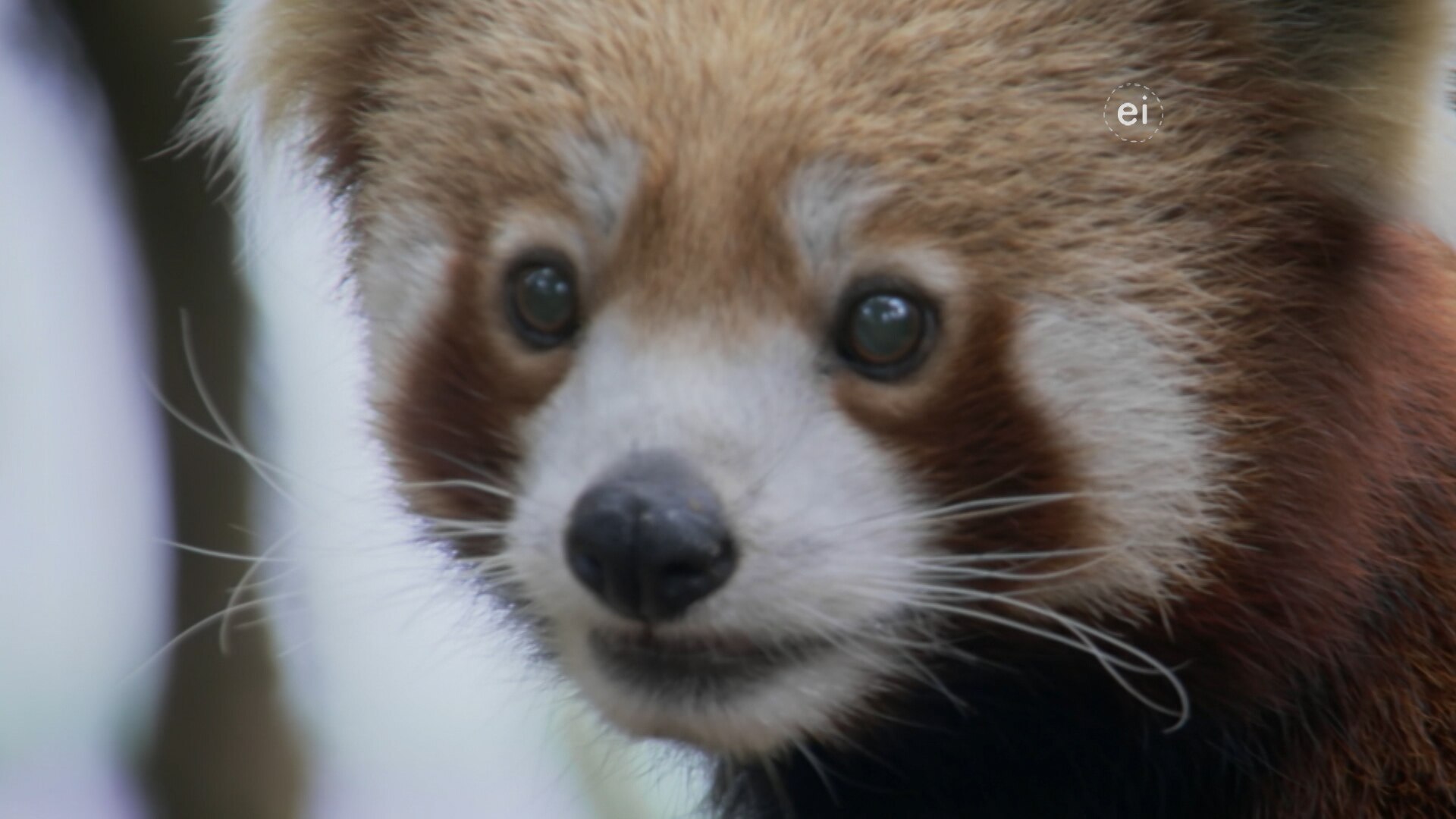 Watch Earth Odyssey with Dylan Dreyer Episode: Branching Out - NBC.com