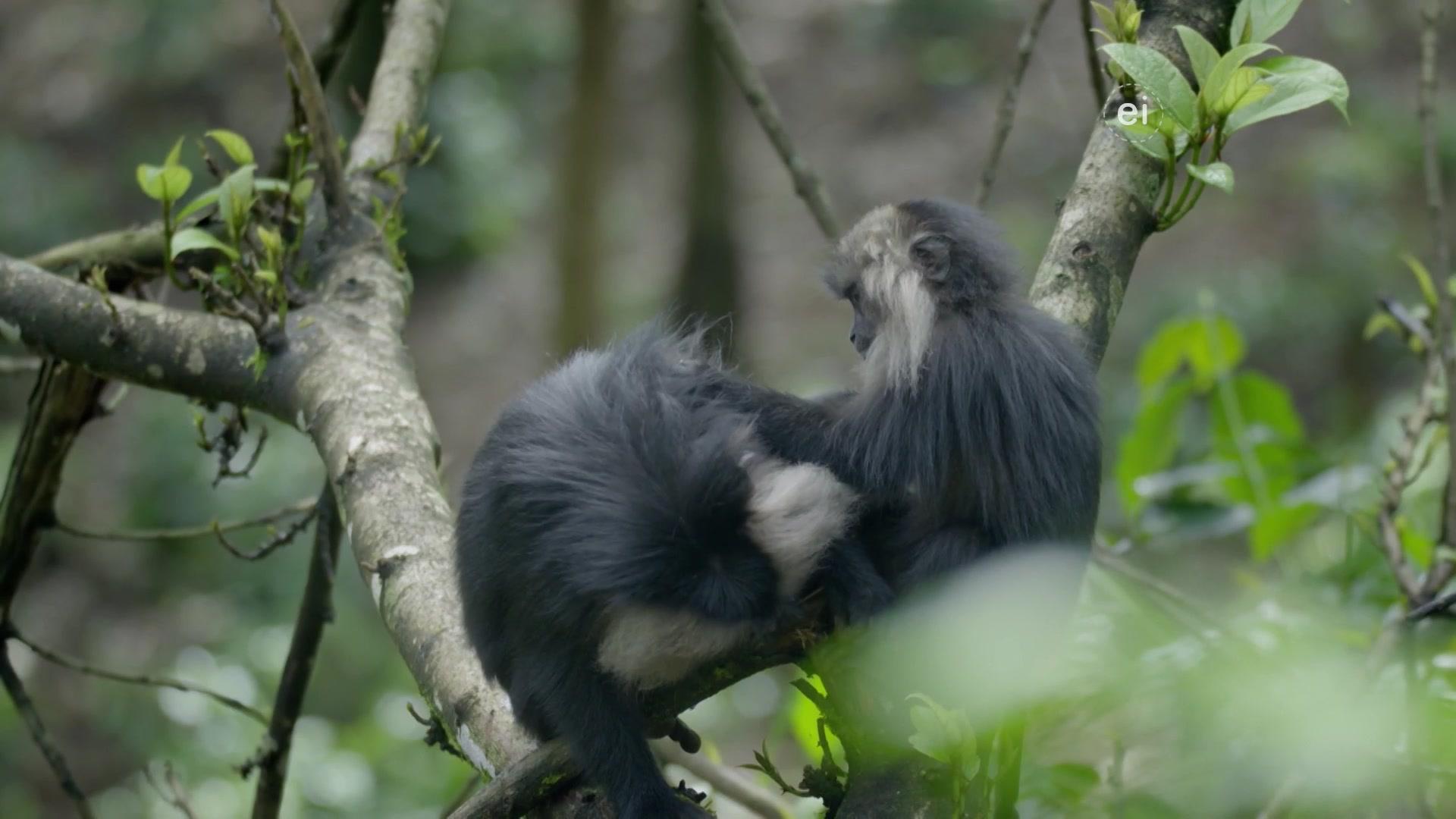 Watch Earth Odyssey with Dylan Dreyer Episode: The March for Mammals ...