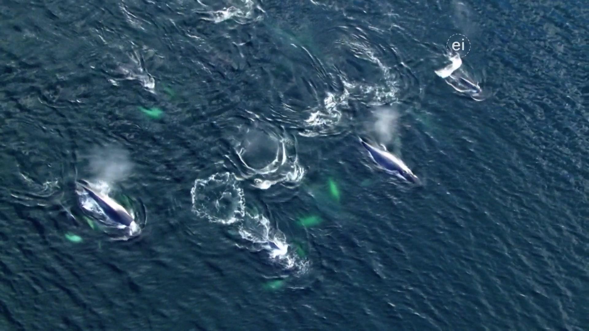 Watch Earth Odyssey with Dylan Dreyer Episode: Into the Depths - NBC.com