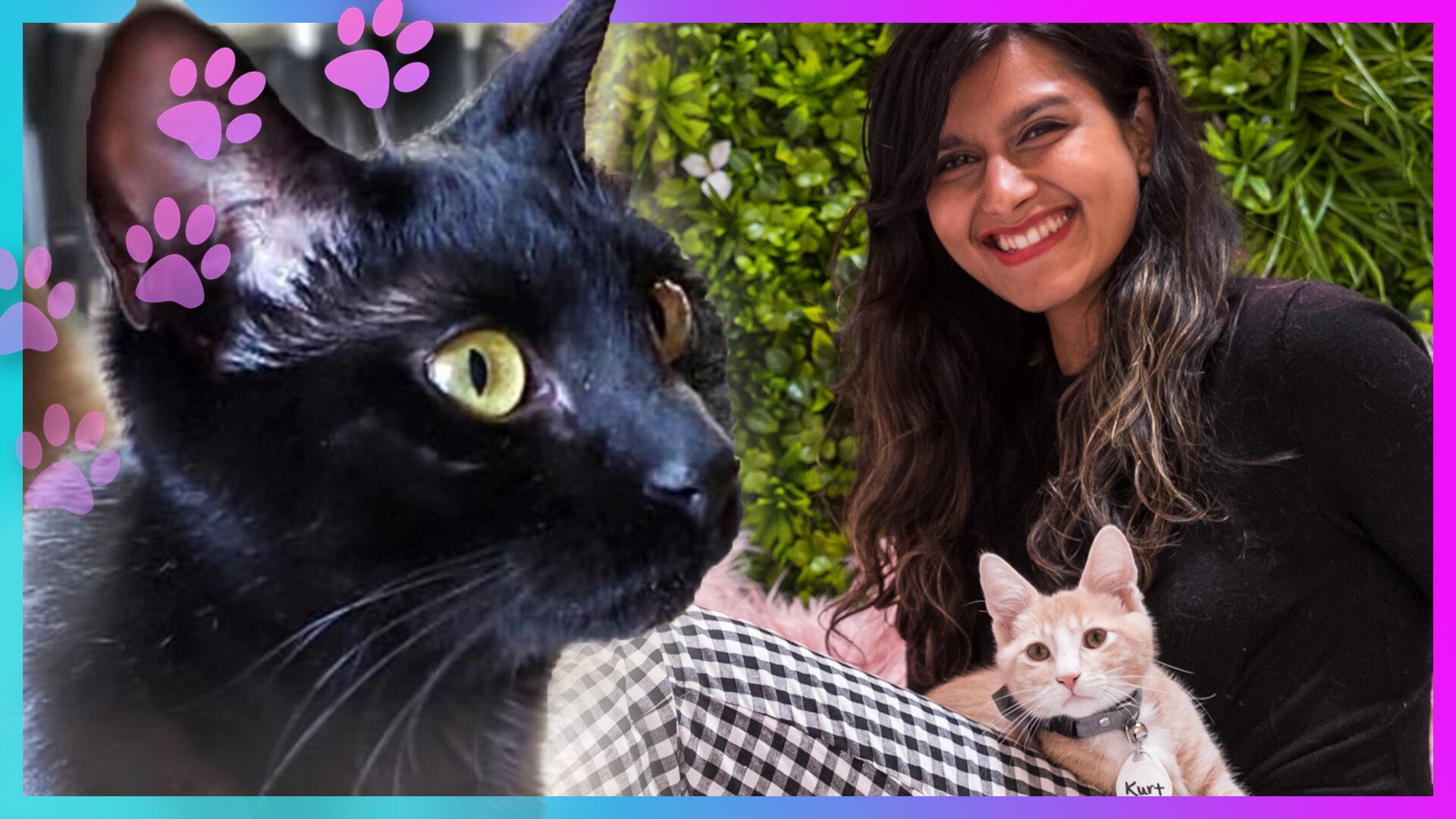 Watch Access Hollywood Highlight: LA's First Cat Cafe To Reopen This ...