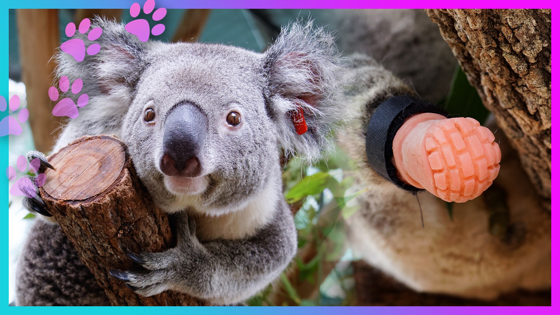 Watch Access Hollywood Highlight: Prosthetic Gives Wounded Koala The ...