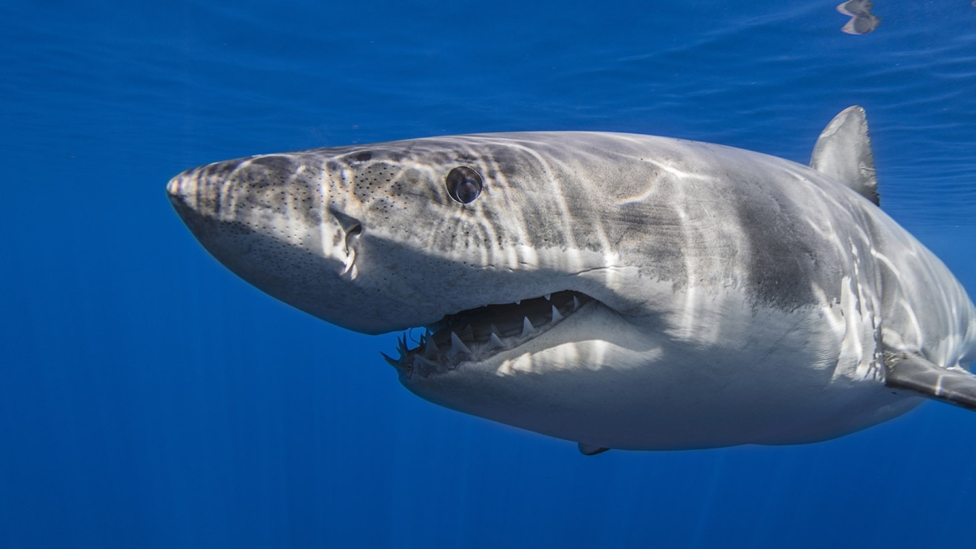 Watch Noticias Telemundo Highlight: Impresionante testimonio de niña ...