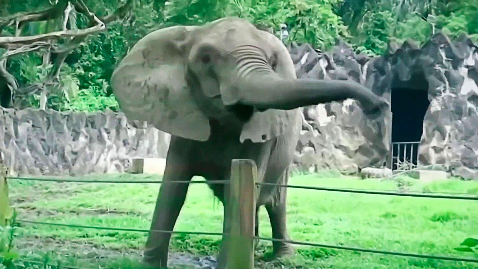 Watch Hoy Día Highlight: Esta elefanta vivió 30 años en un zoológico ...