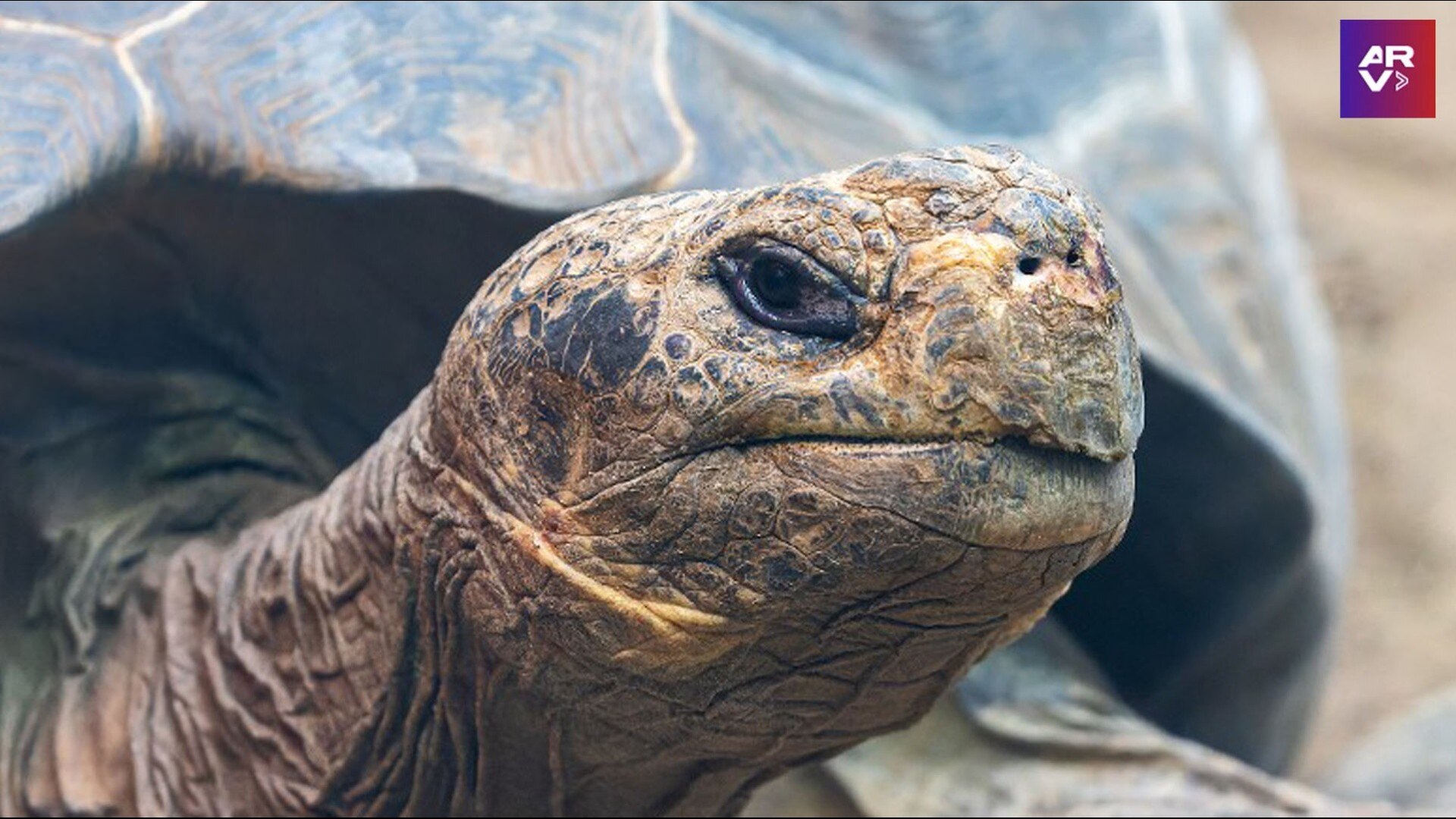 Watch Al Rojo Vivo Highlight: Chonkosaurus: la tortuga gorda y gigante ...