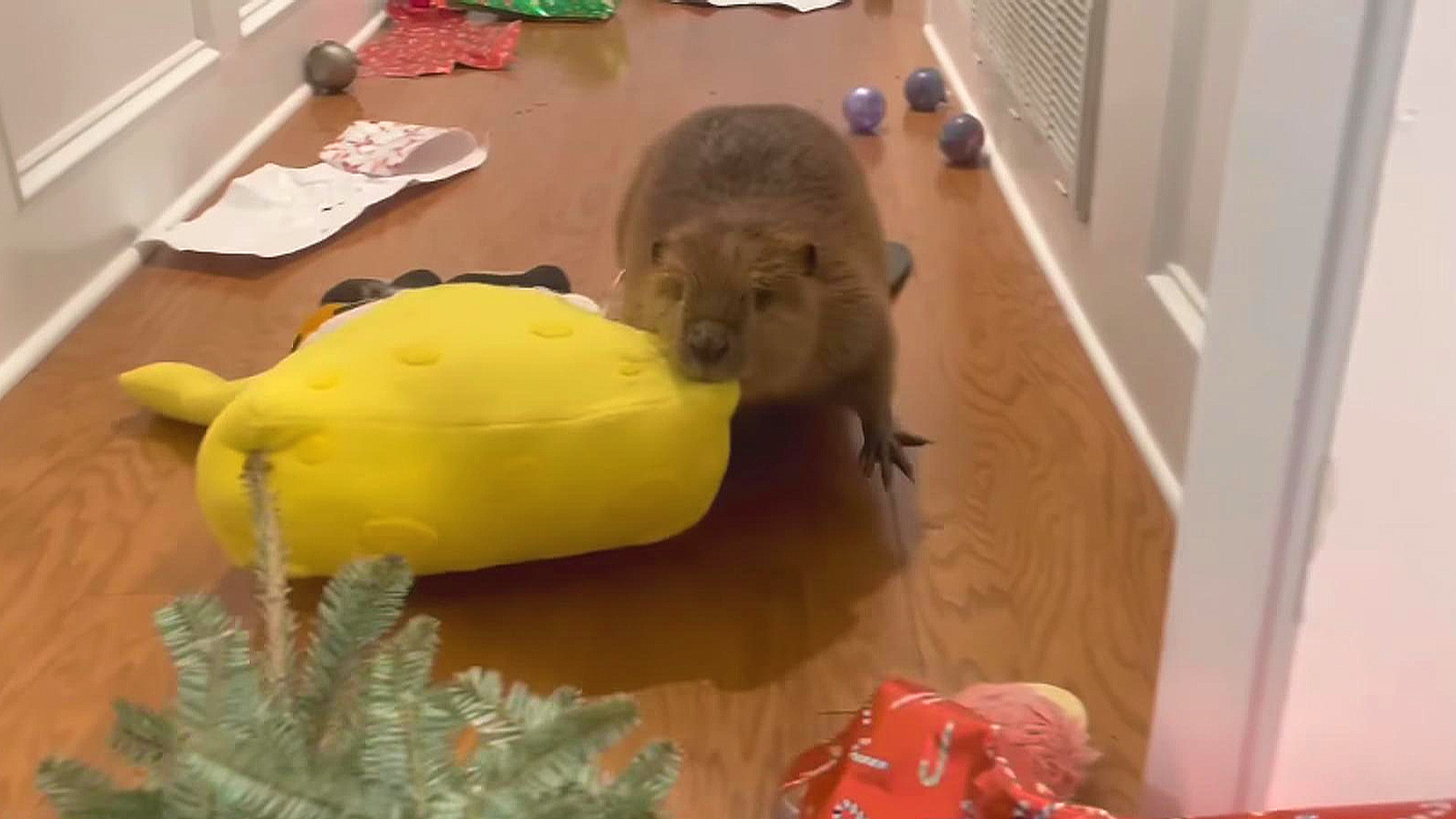 Watch TODAY Excerpt: Beaver finds adorable way to practice dam building ...